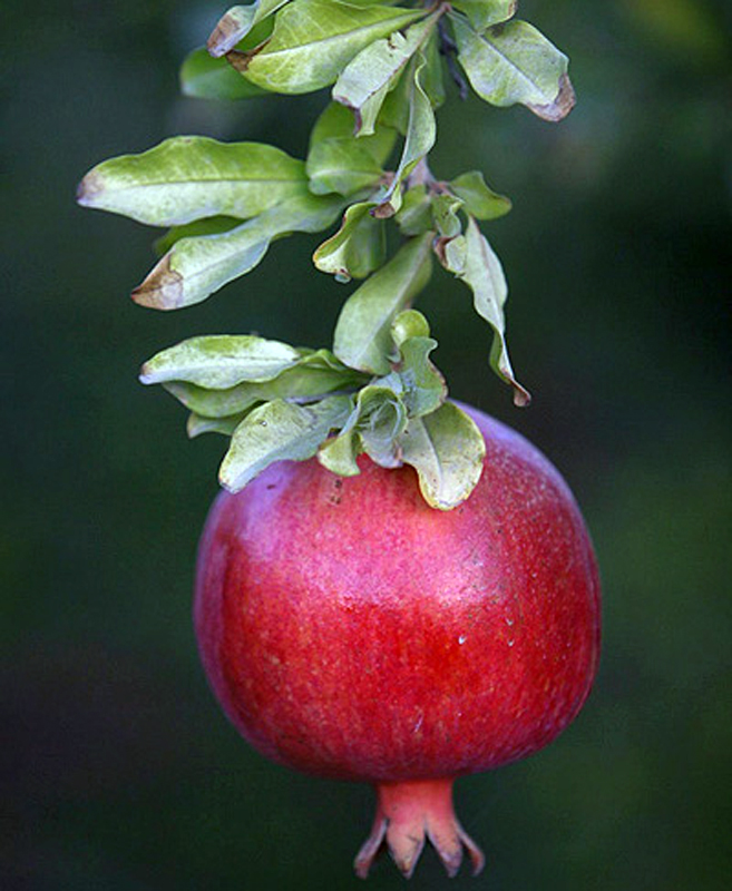 كونا : ايران من اكبر الدول المصدرة للرمان في العالم