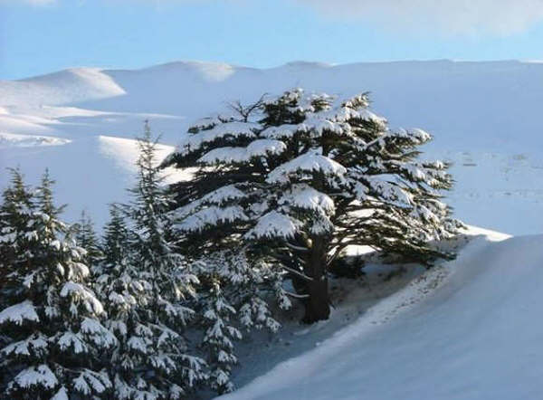 KUNA : Lebanese cedar ... beauty wearing jacket of snow