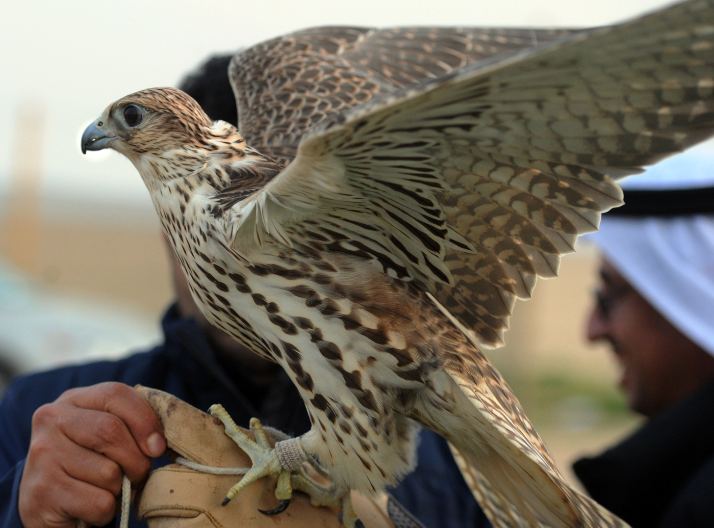 KUNA : Impressive performance for Kuwaiti falcon club in Gulf heritage ...