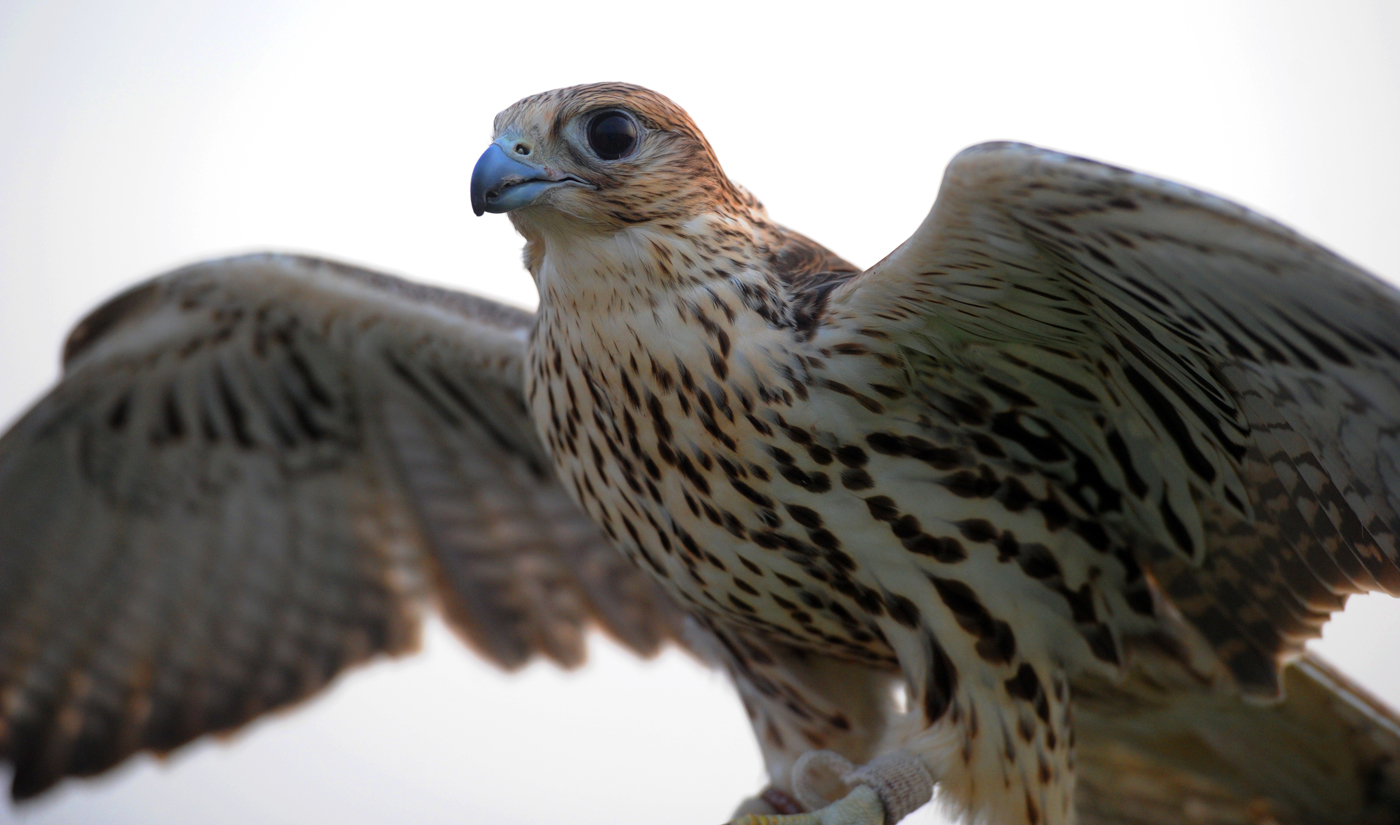 KUNA : Impressive performance for Kuwaiti falcon club in Gulf heritage ...