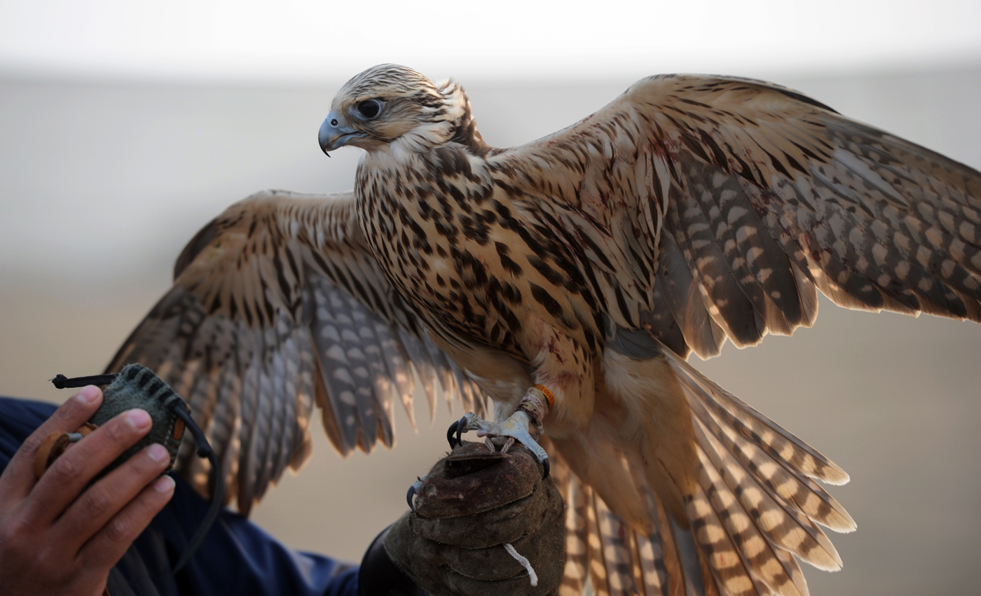 KUNA : Impressive performance for Kuwaiti falcon club in Gulf heritage ...