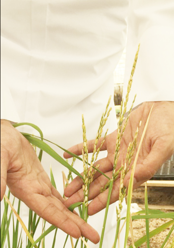 KUNA : Basmati rice grown in Kuwait for first time