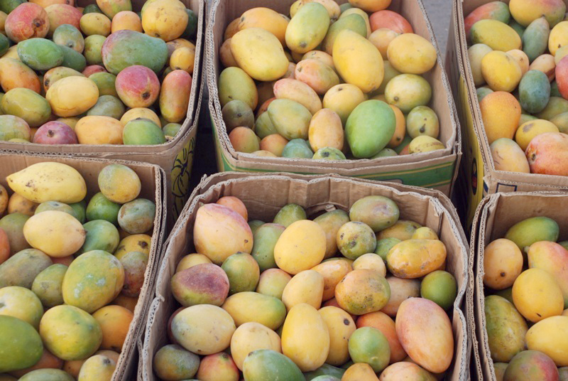 KUNA : Jizan region .. Capital of Mango fruit in Saudi Arabia