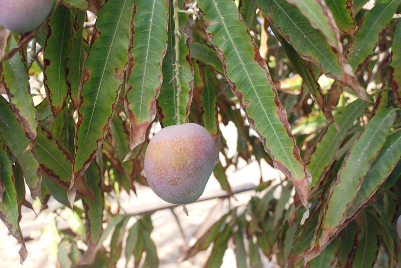 KUNA : Jizan region .. Capital of Mango fruit in Saudi Arabia