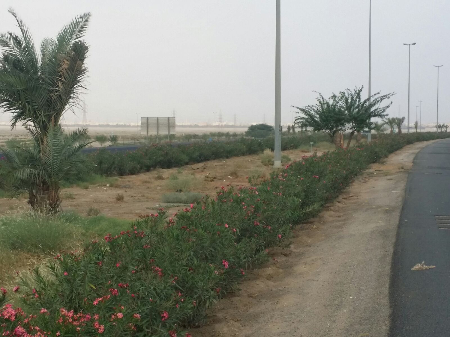KUNA : Agricultural beautification project starts across Kuwait