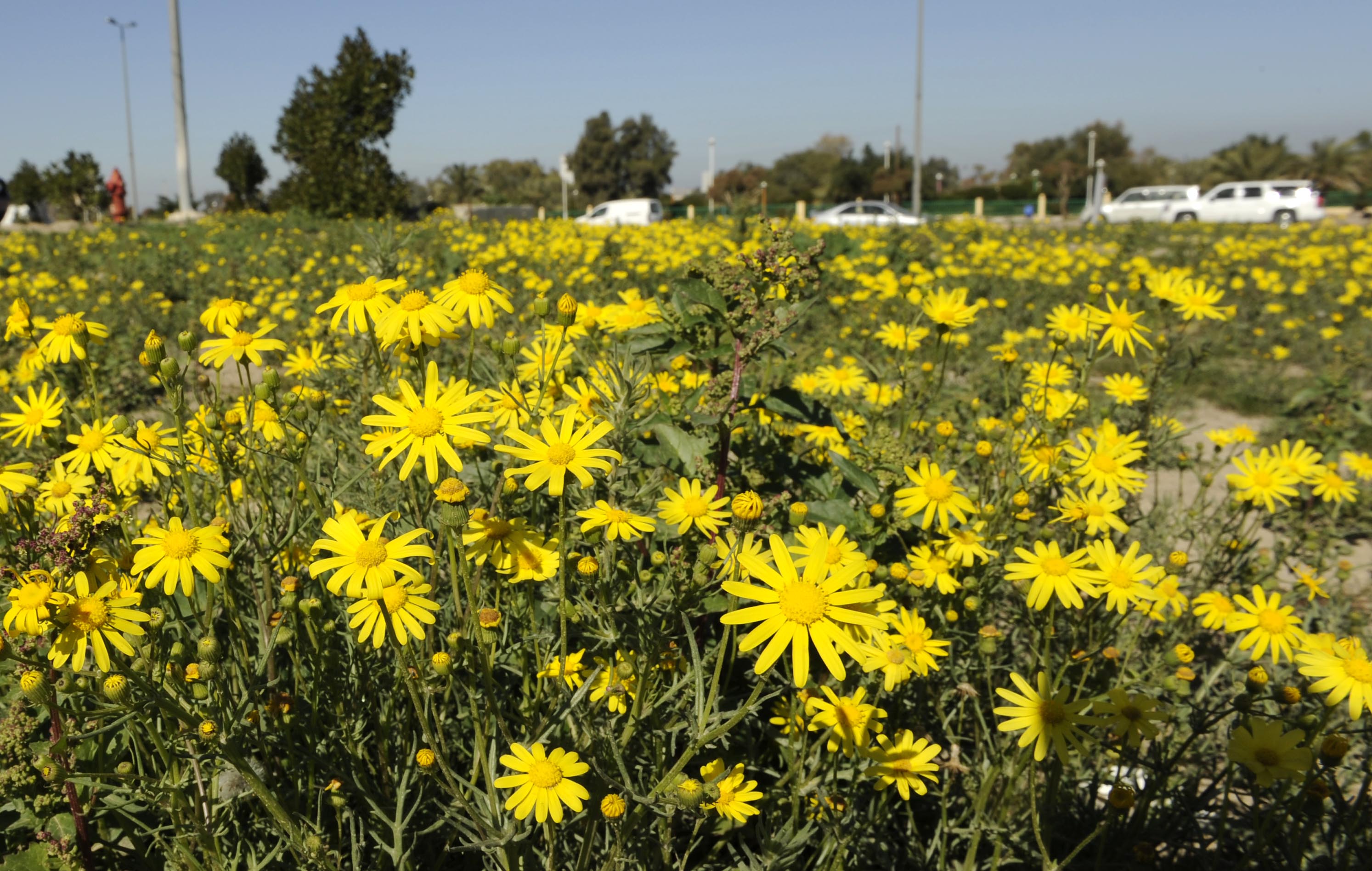 كونا : صورة اليوم - عام - 18/01/2016