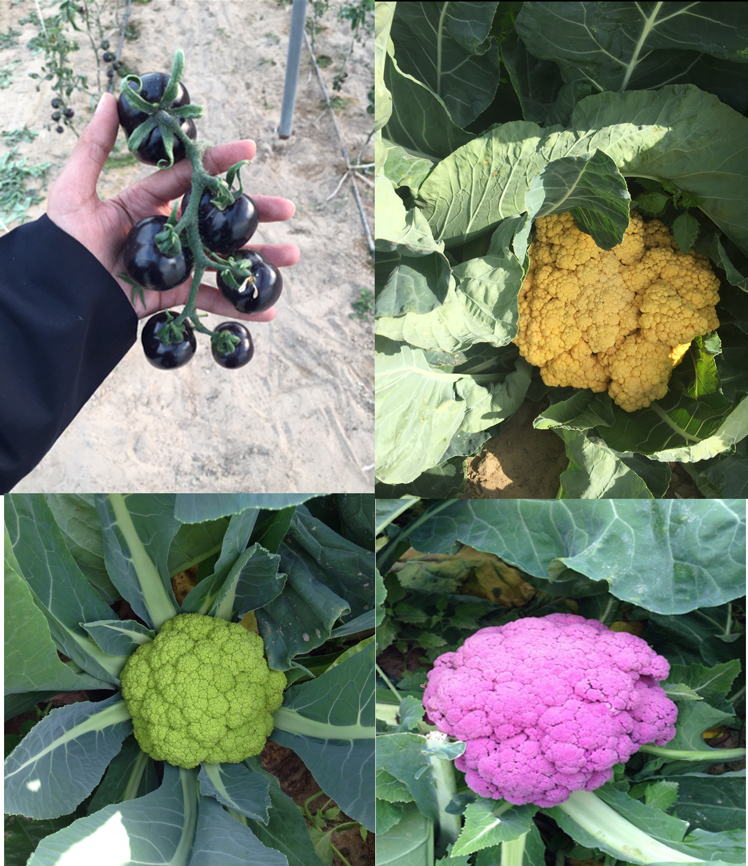 KUNA : Kuwaiti farms yield rare produce for the first time in Mideast ...