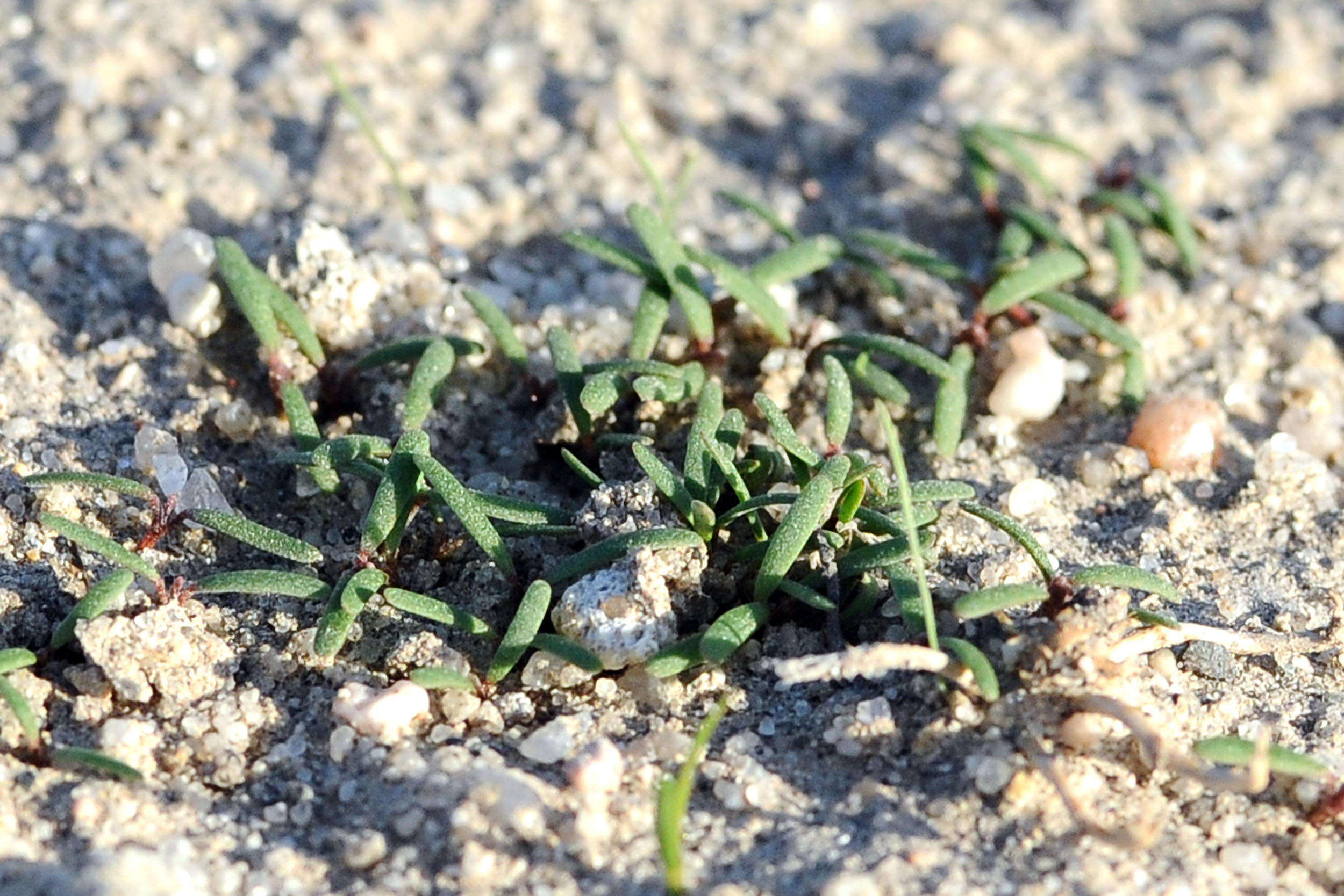 KUNA : Torrential rain brings Kuwaiti desert back to life - Environment ...