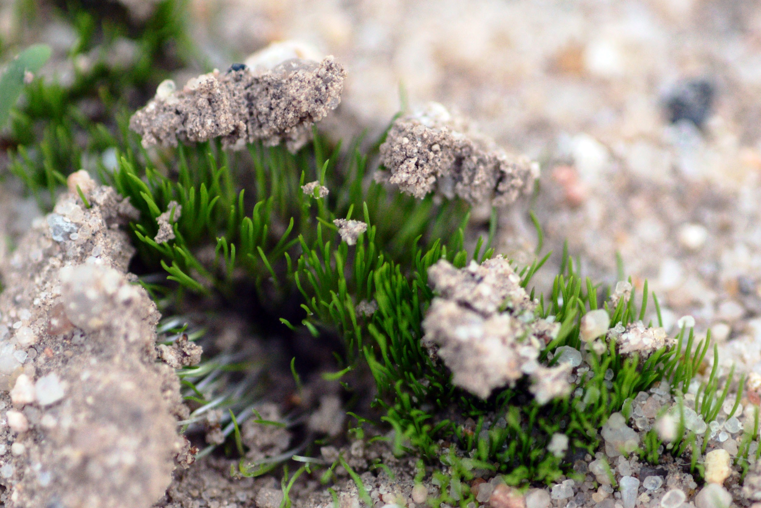 KUNA : Torrential rain brings Kuwaiti desert back to life - Environment ...