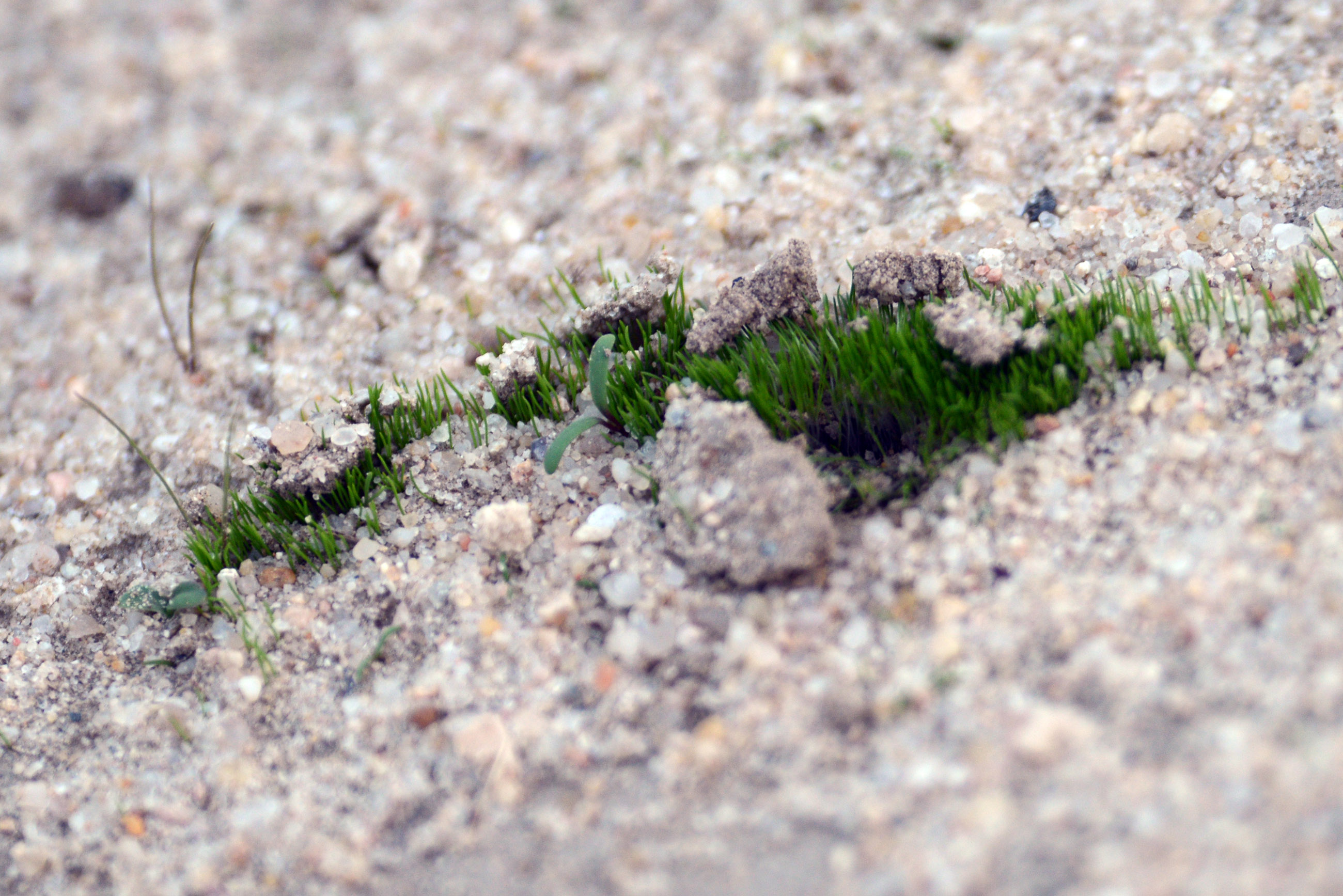 KUNA : Torrential rain brings Kuwaiti desert back to life - Environment ...