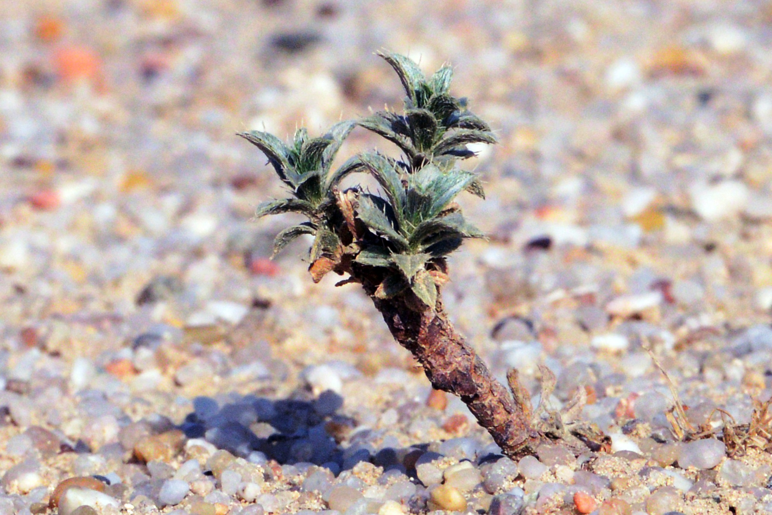 KUNA : Torrential rain brings Kuwaiti desert back to life - Environment ...