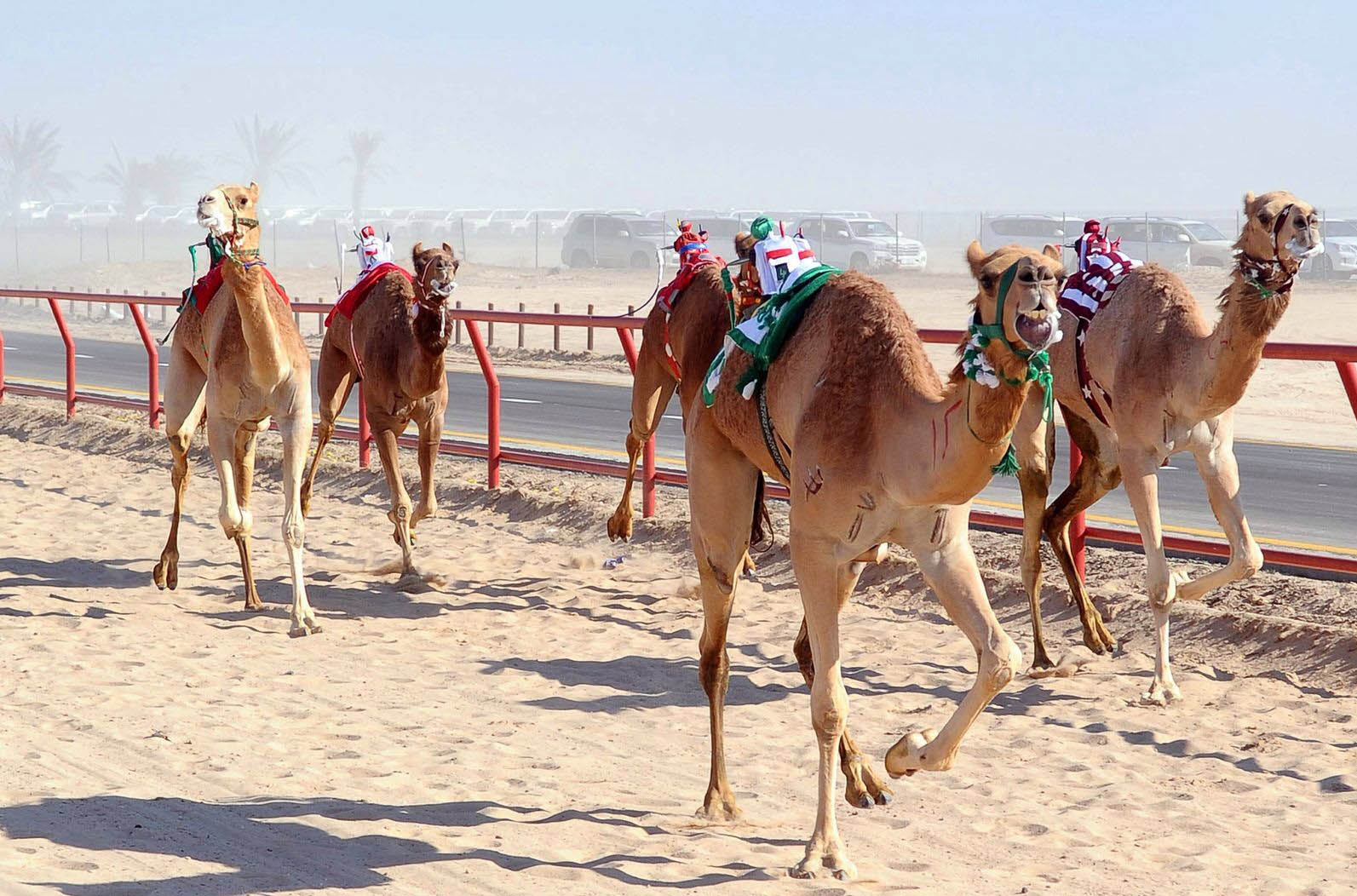 KUNA : UAE's Shu'a' wins title of 16th Kuwait camel race