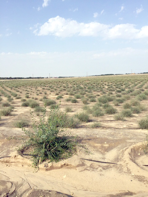 planting 35 million seedlings for the rehabilitation of Kuwait's wild ...