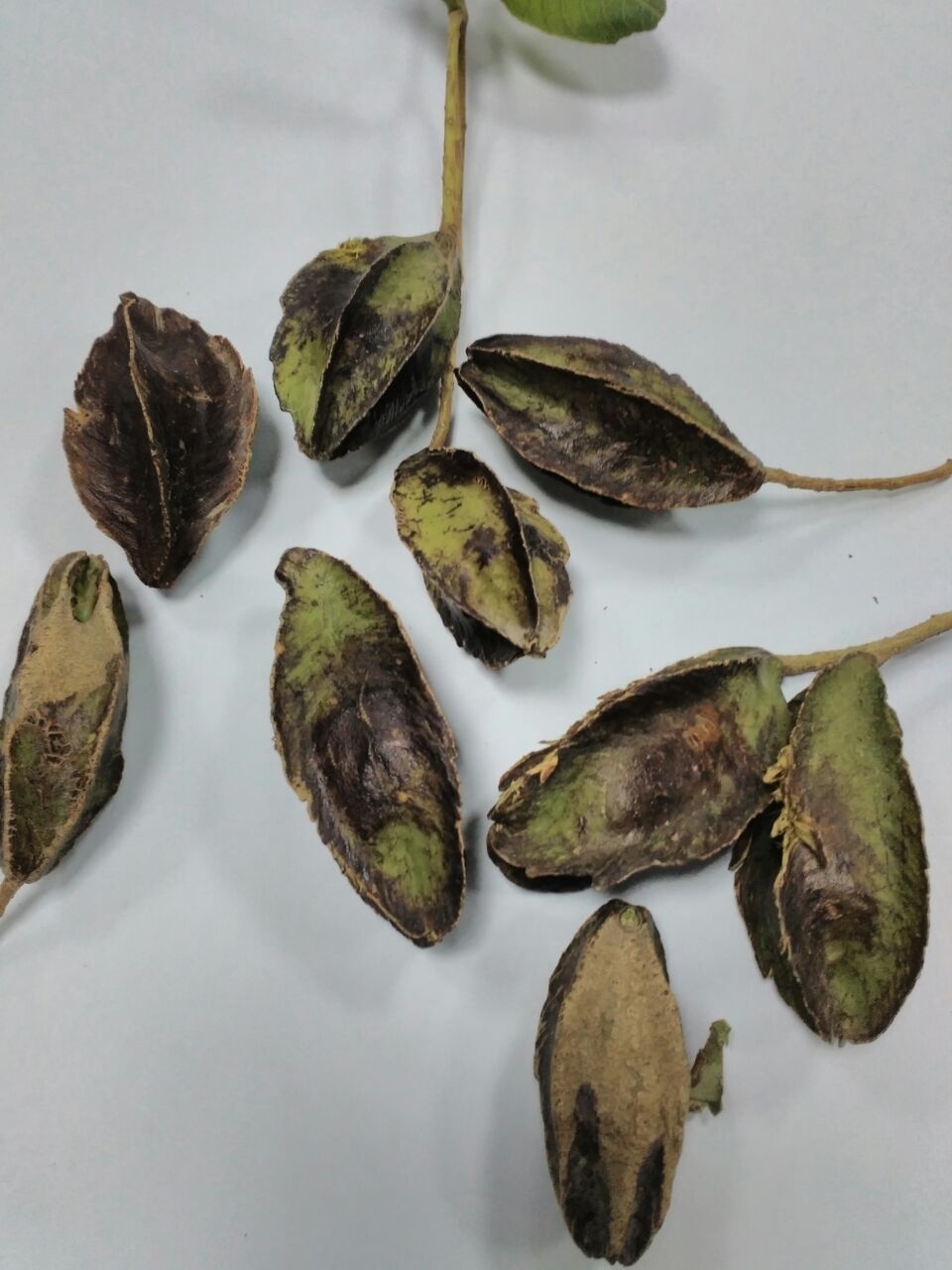 KUNA : Kuwait plants trees that bear local environmental conditions