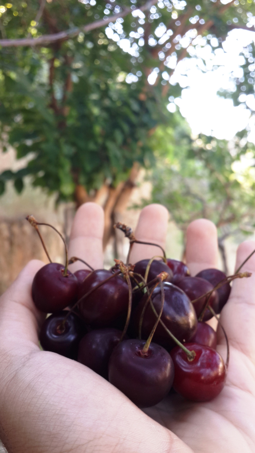 KUNA : Cherry-picking season ready in Lebanon - Agriculture - 13/06/2016