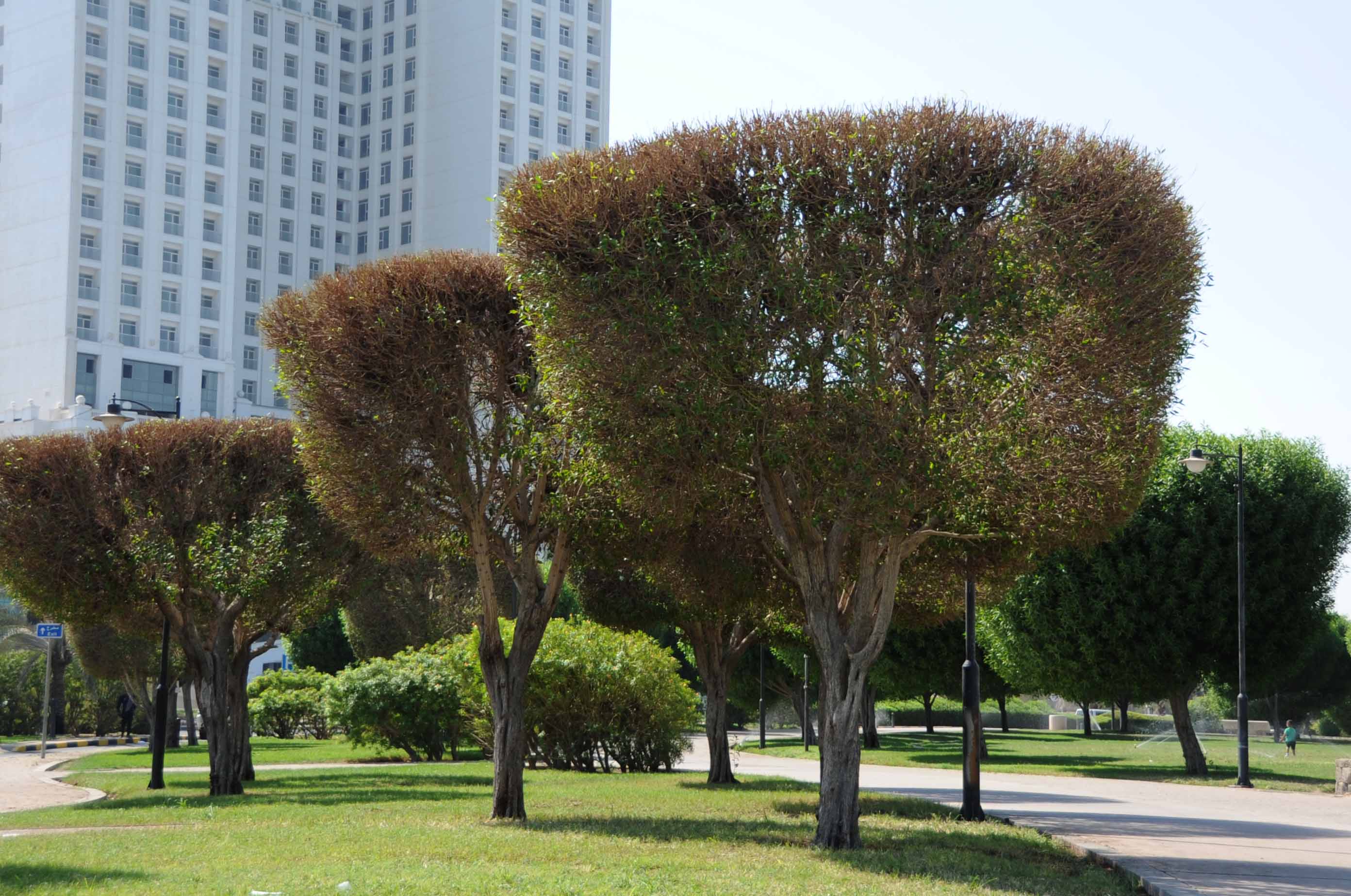 KUNA : Conocarpus tree... Harmless plant or legitimate threat ...