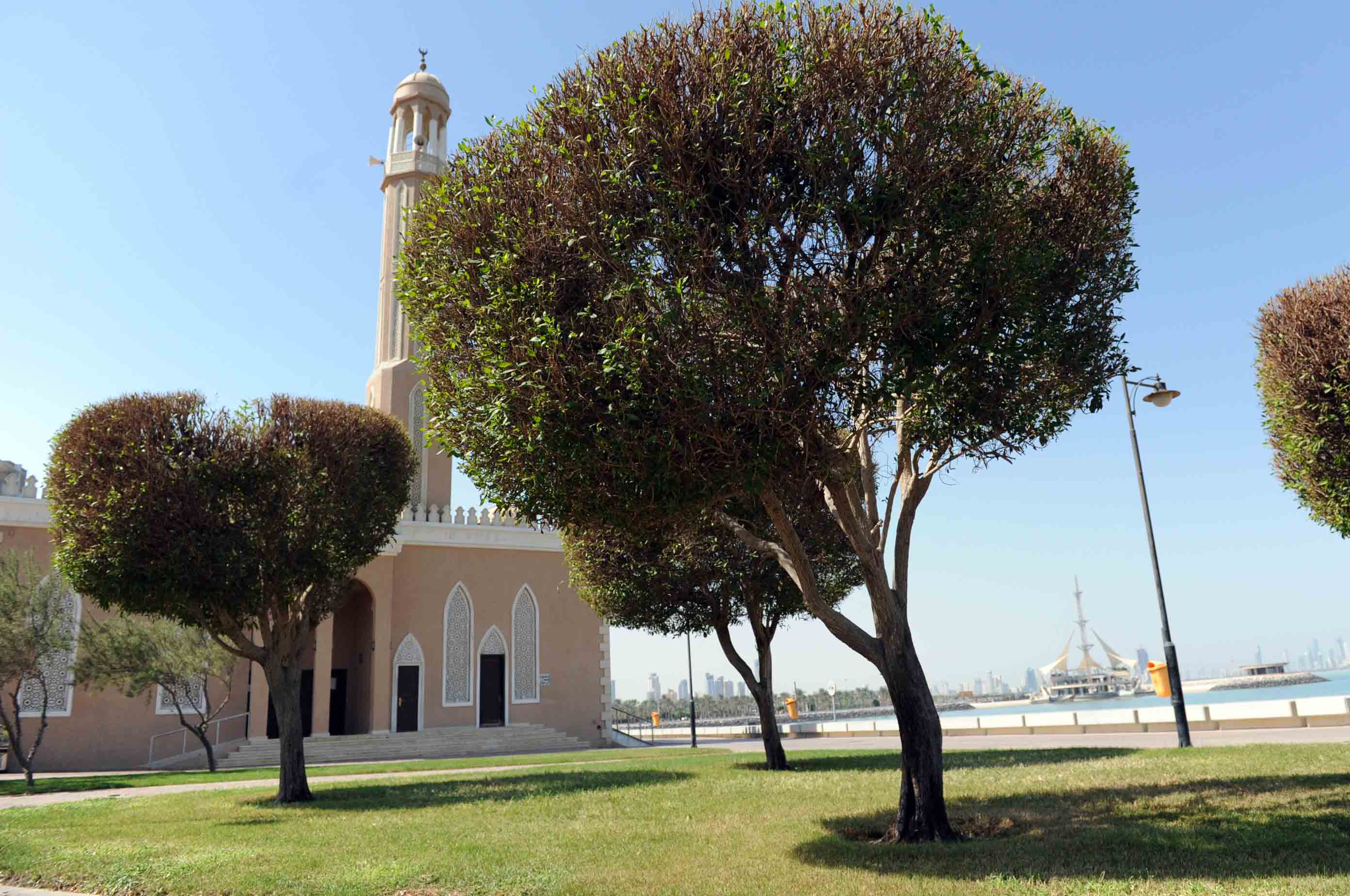 KUNA : Conocarpus tree... Harmless plant or legitimate threat ...