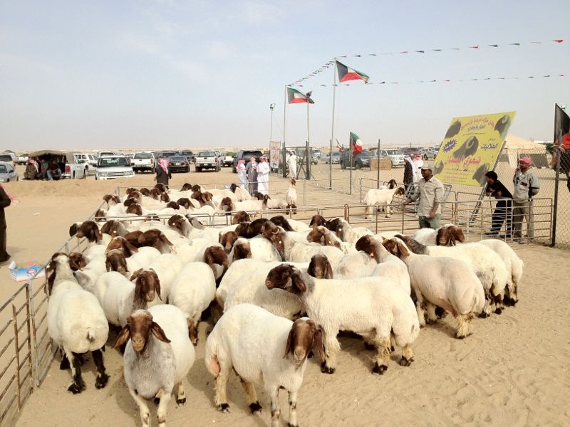 KUNA : Agricultural projects to boost Kuwait's GNP - PAAF Director