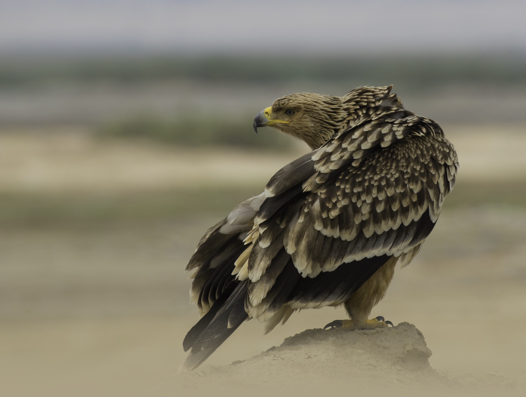 كونا : Photo of the day - عام - 14/10/2018