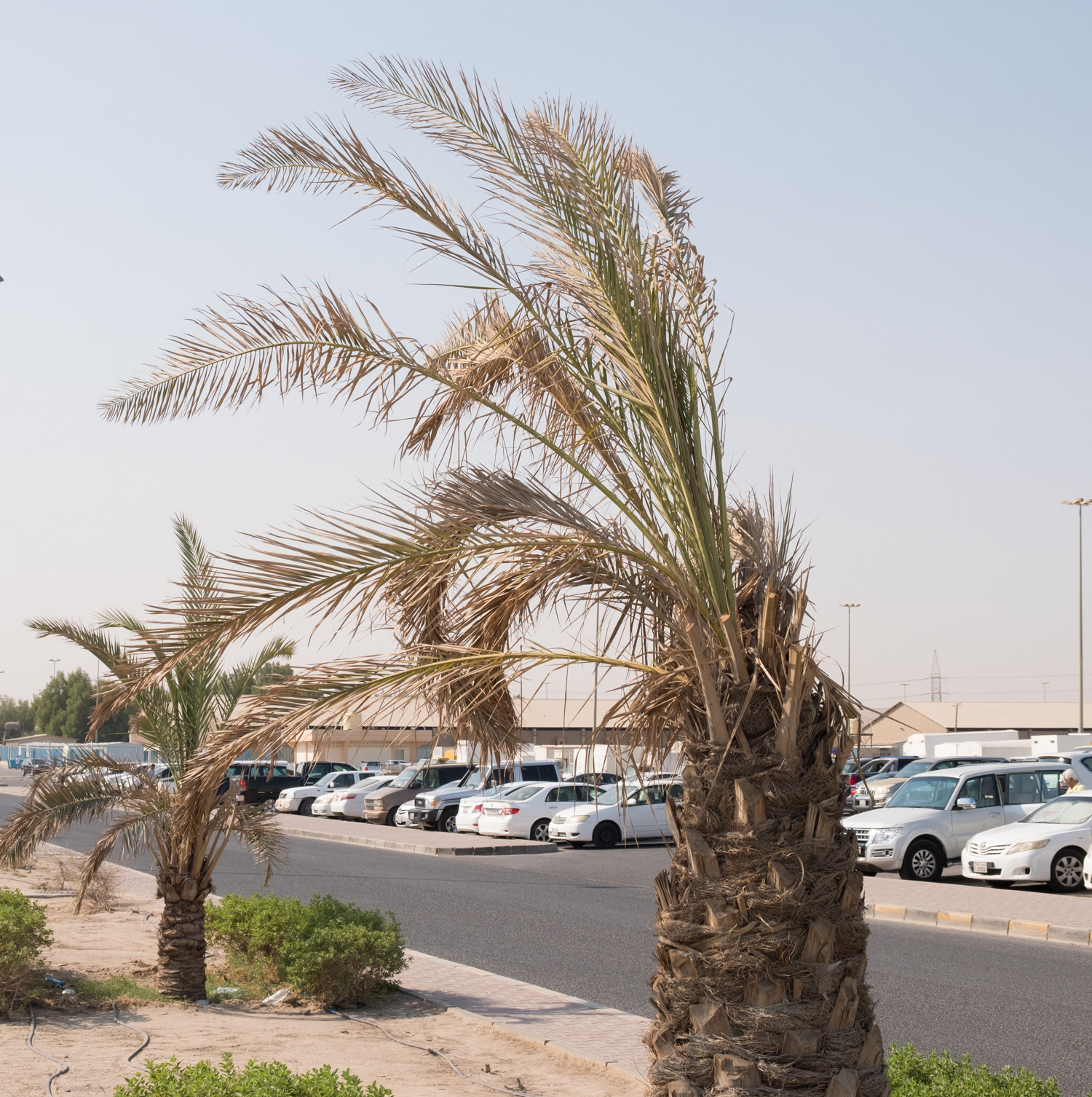 كونا : Palm trees turning Kuwait into lavish green oases - - 29/10/2018