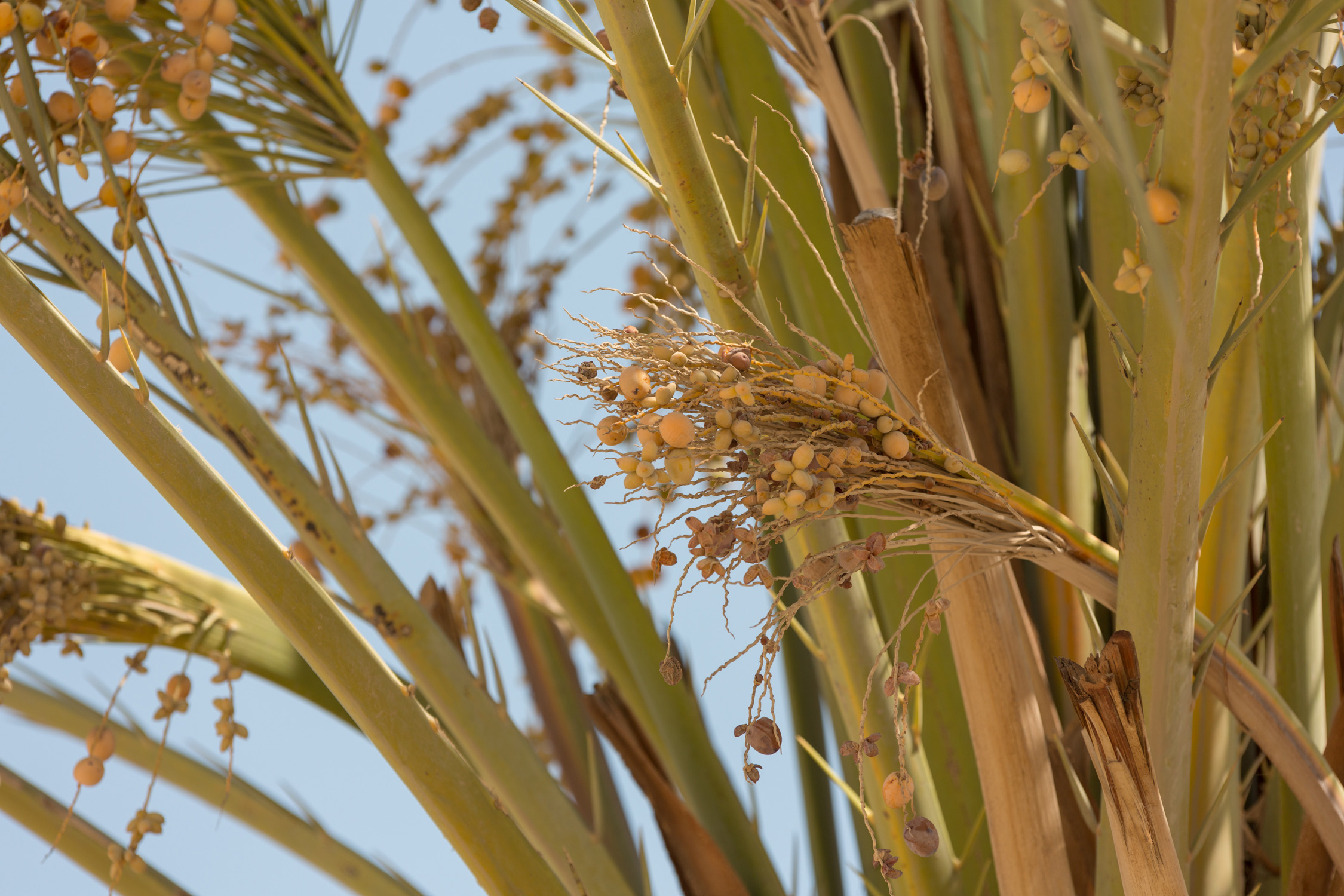 KUNA : Palm trees turning Kuwait into lavish green oases - Environment ...