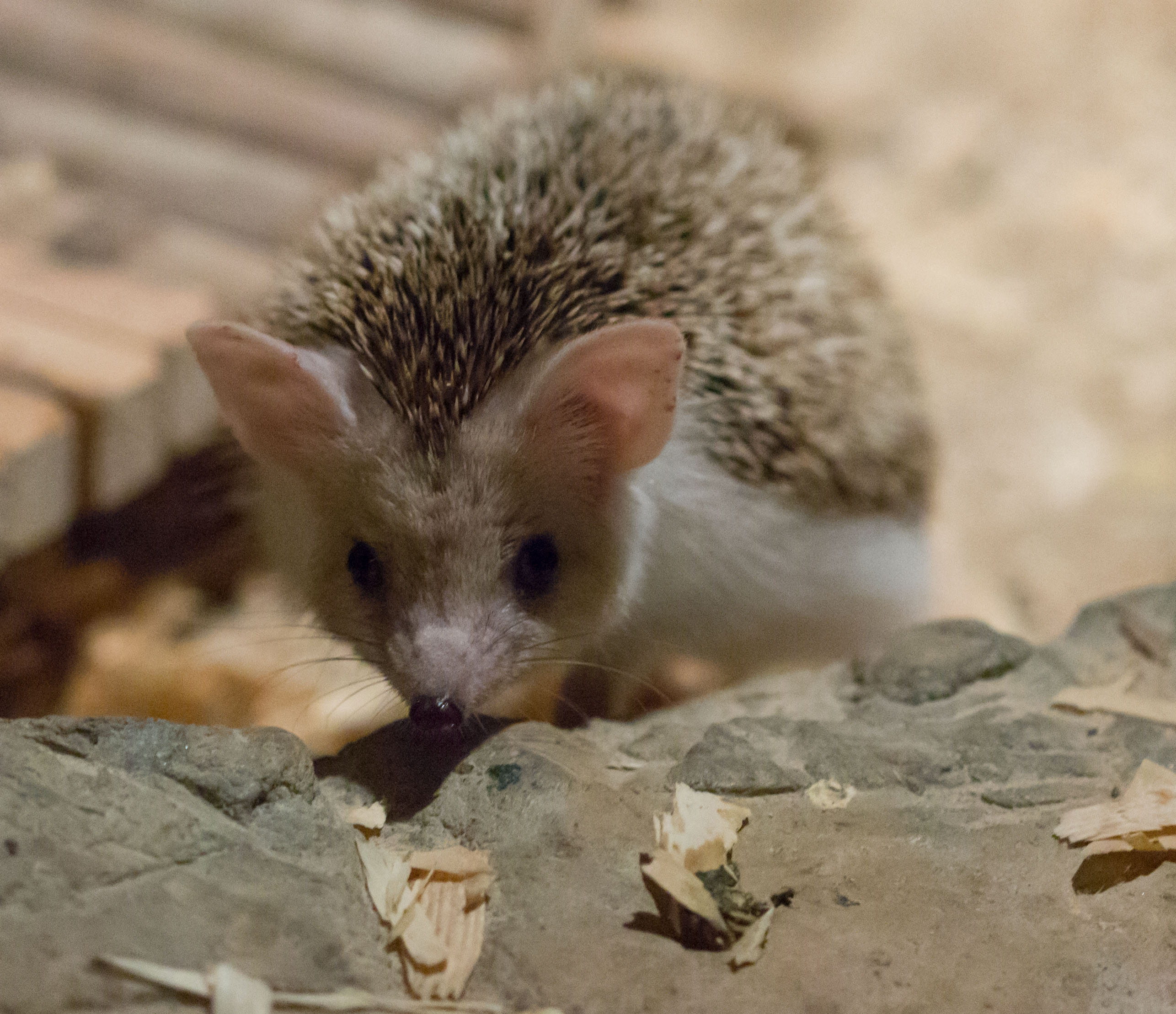 KUNA : Kuwait's desert environment is rich with creators - Environment ...