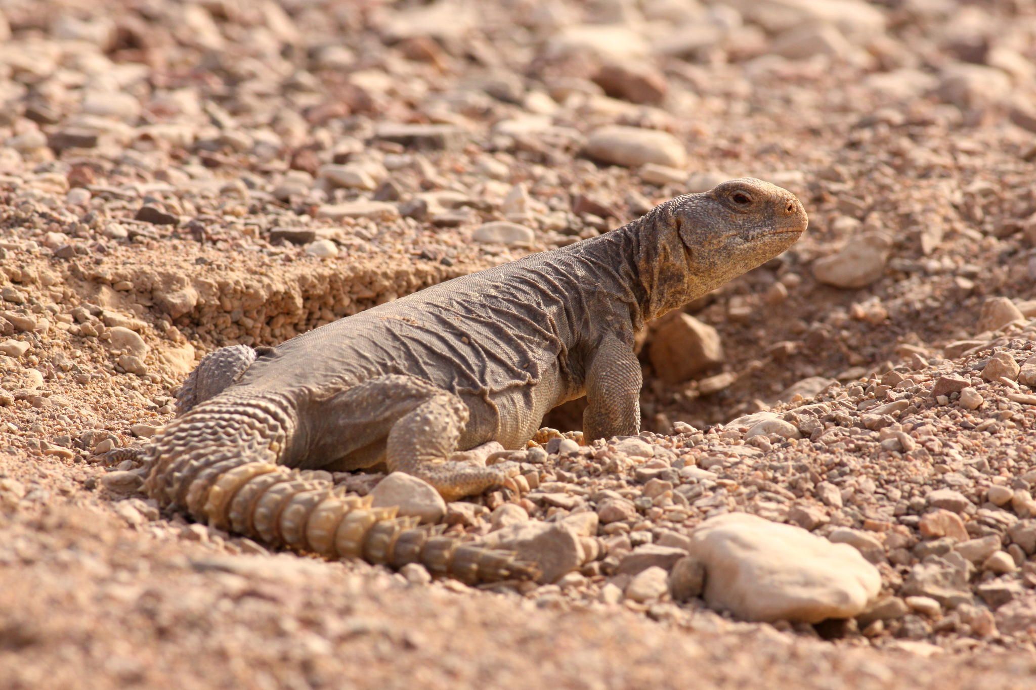 Kuwait Reptiles