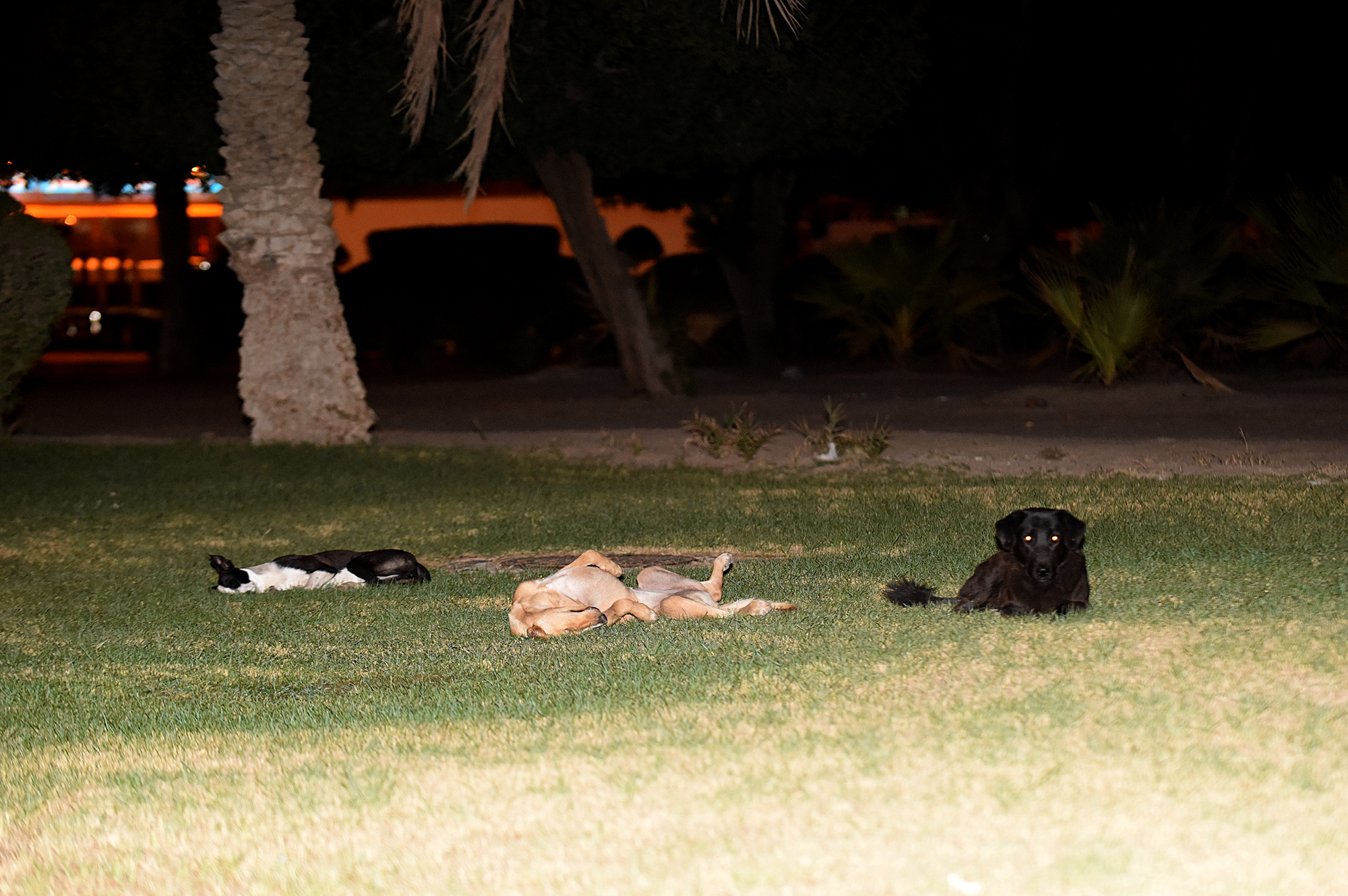 كونا : Stray dogs increase in Kuwait - - 22/09/2018