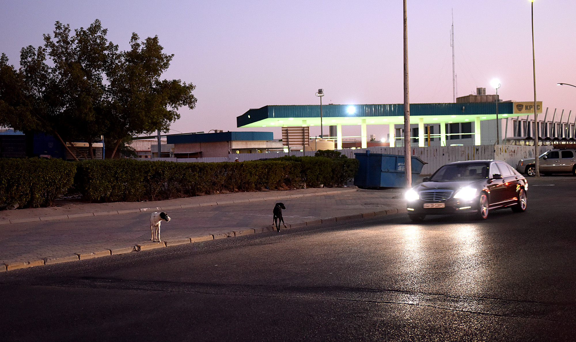 كونا : Stray dogs increase in Kuwait - - 22/09/2018