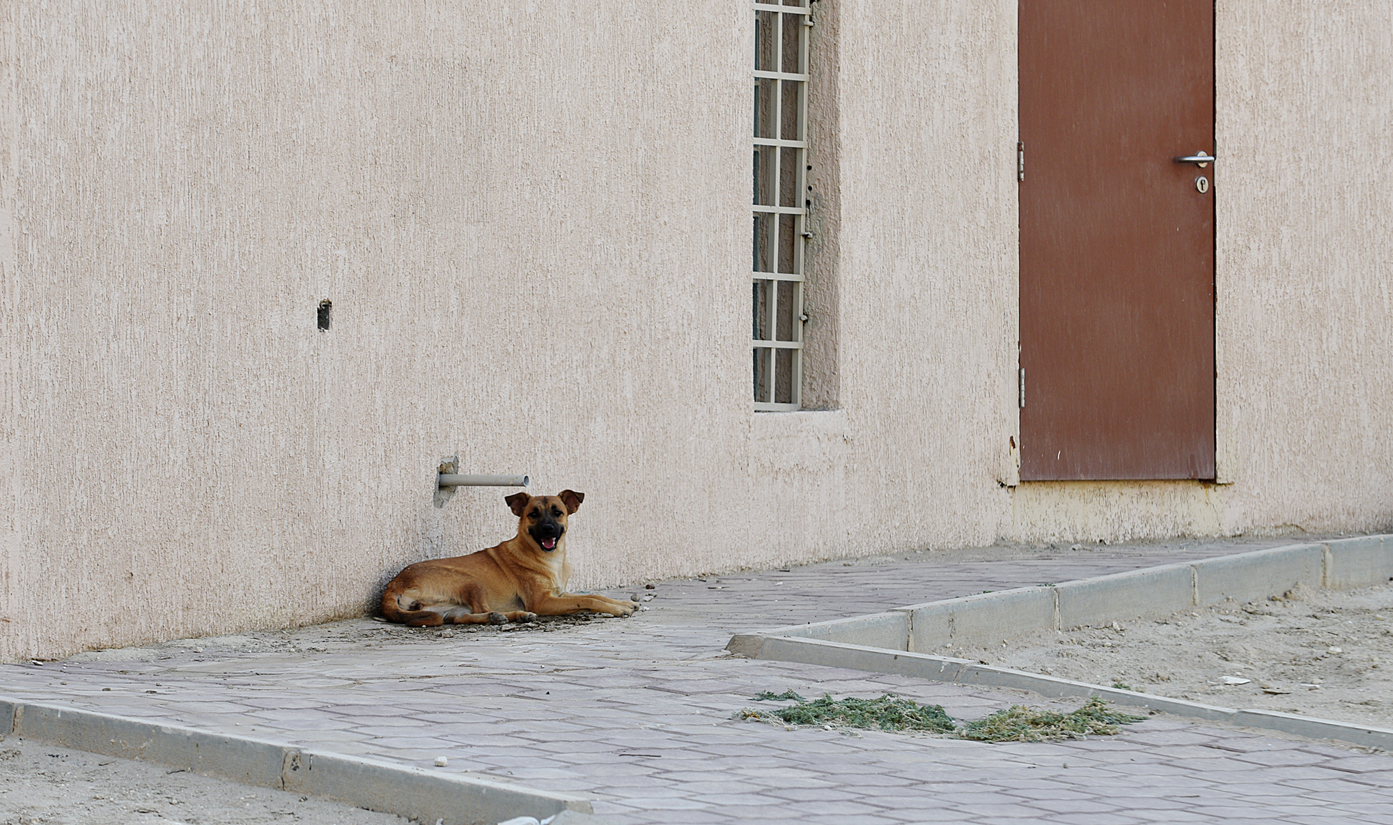 كونا : Stray dogs increase in Kuwait - - 22/09/2018