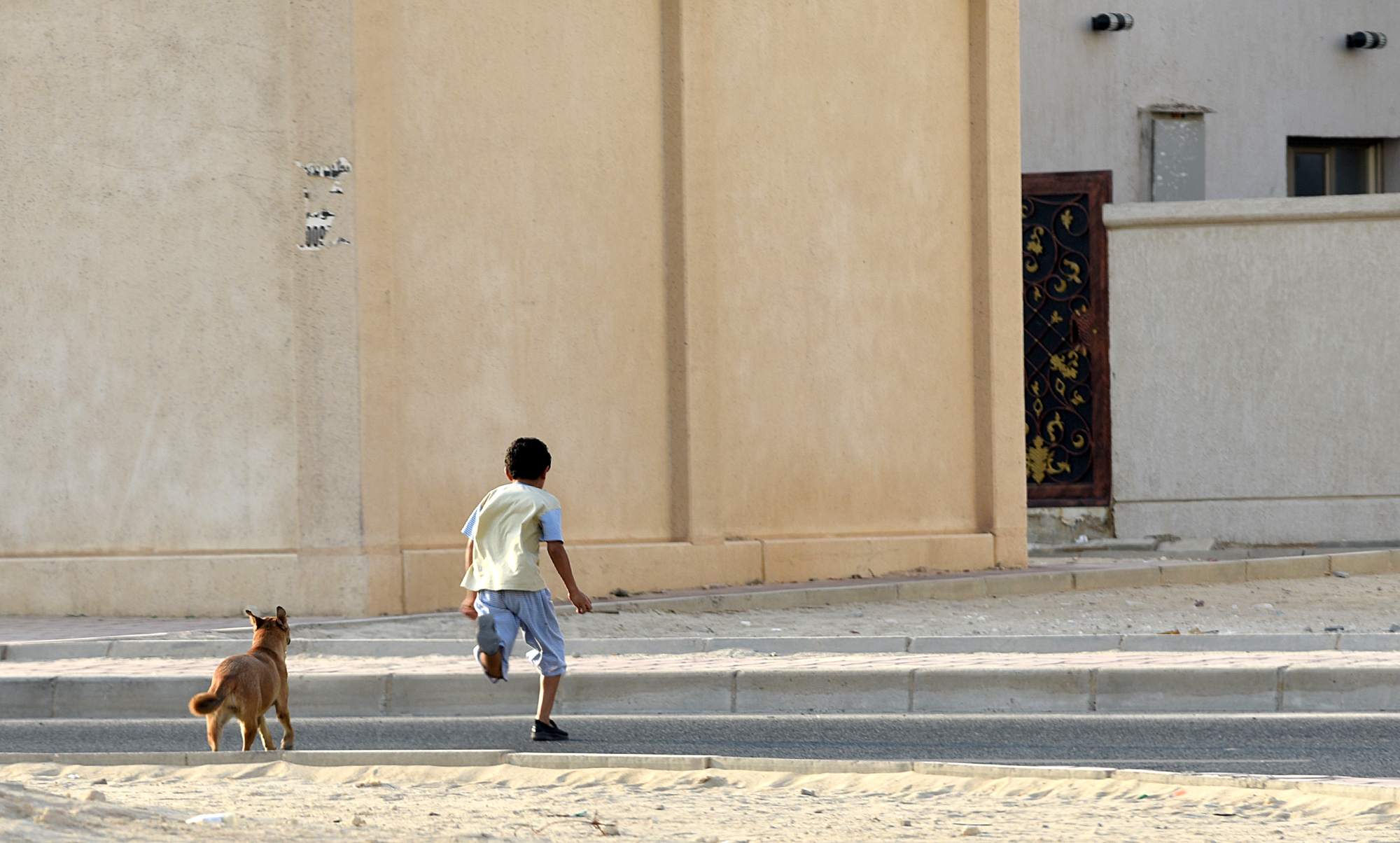 كونا : Stray dogs increase in Kuwait - - 22/09/2018
