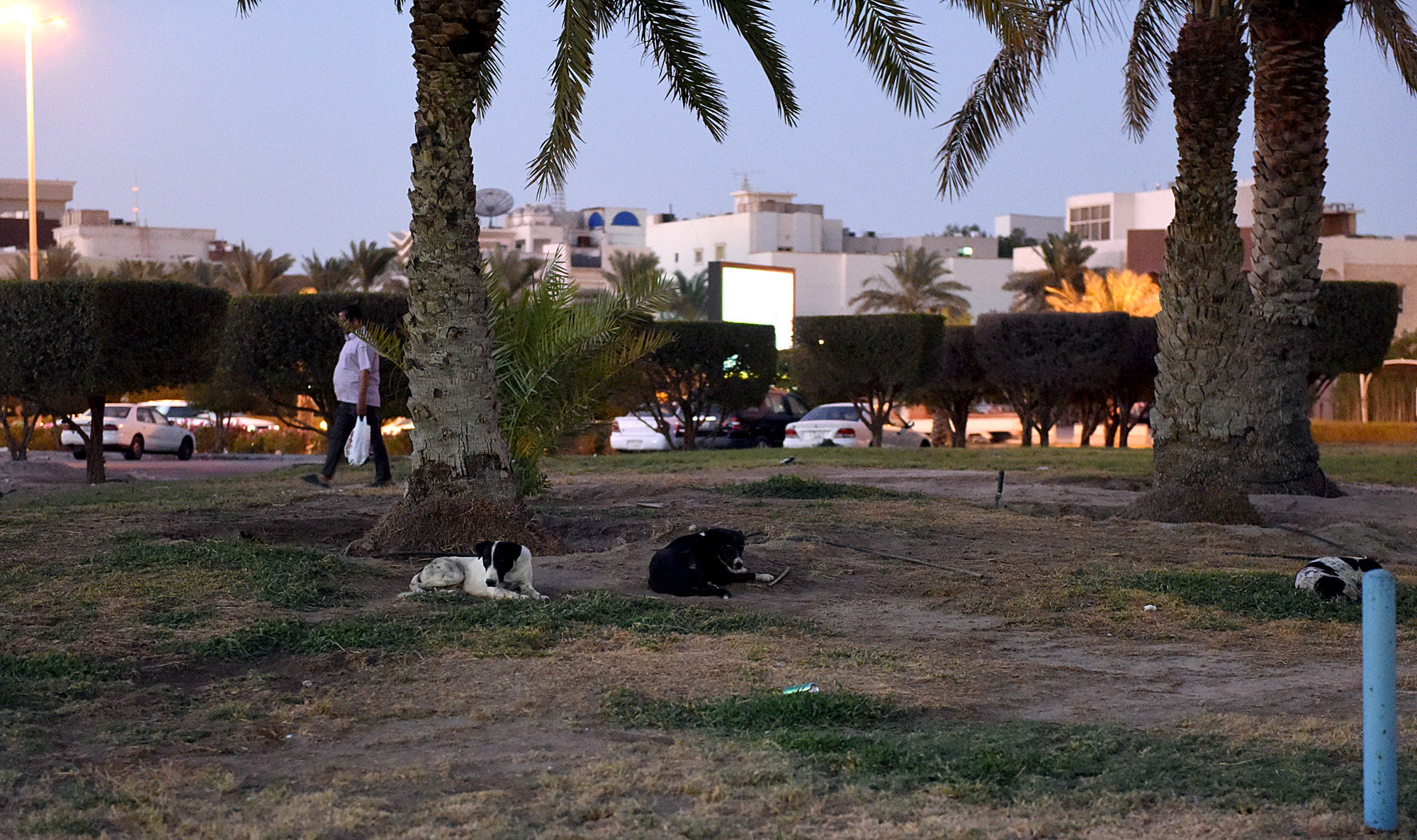 كونا : Stray dogs increase in Kuwait - - 22/09/2018