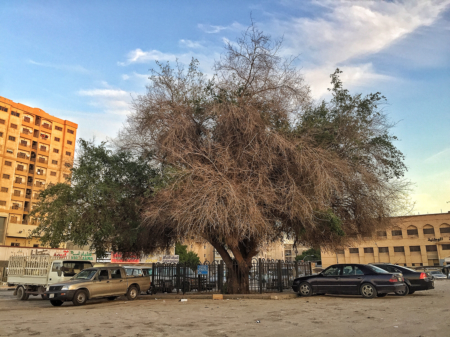 KUNA : Youth initiative protects 'Sidrat Hawally' tree against damage ...