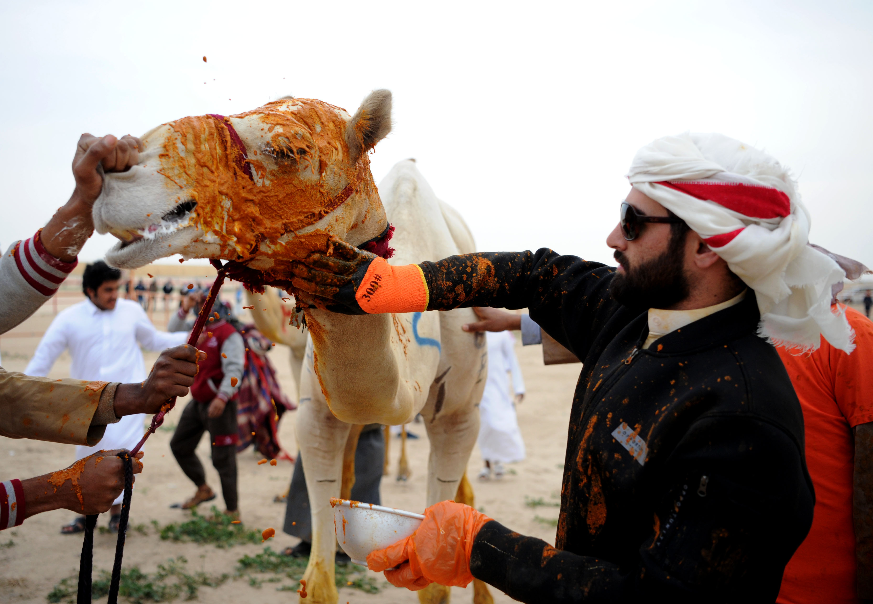 KUNA : Saffron smeared, scented... A sign of a crowned camel - Culture ...