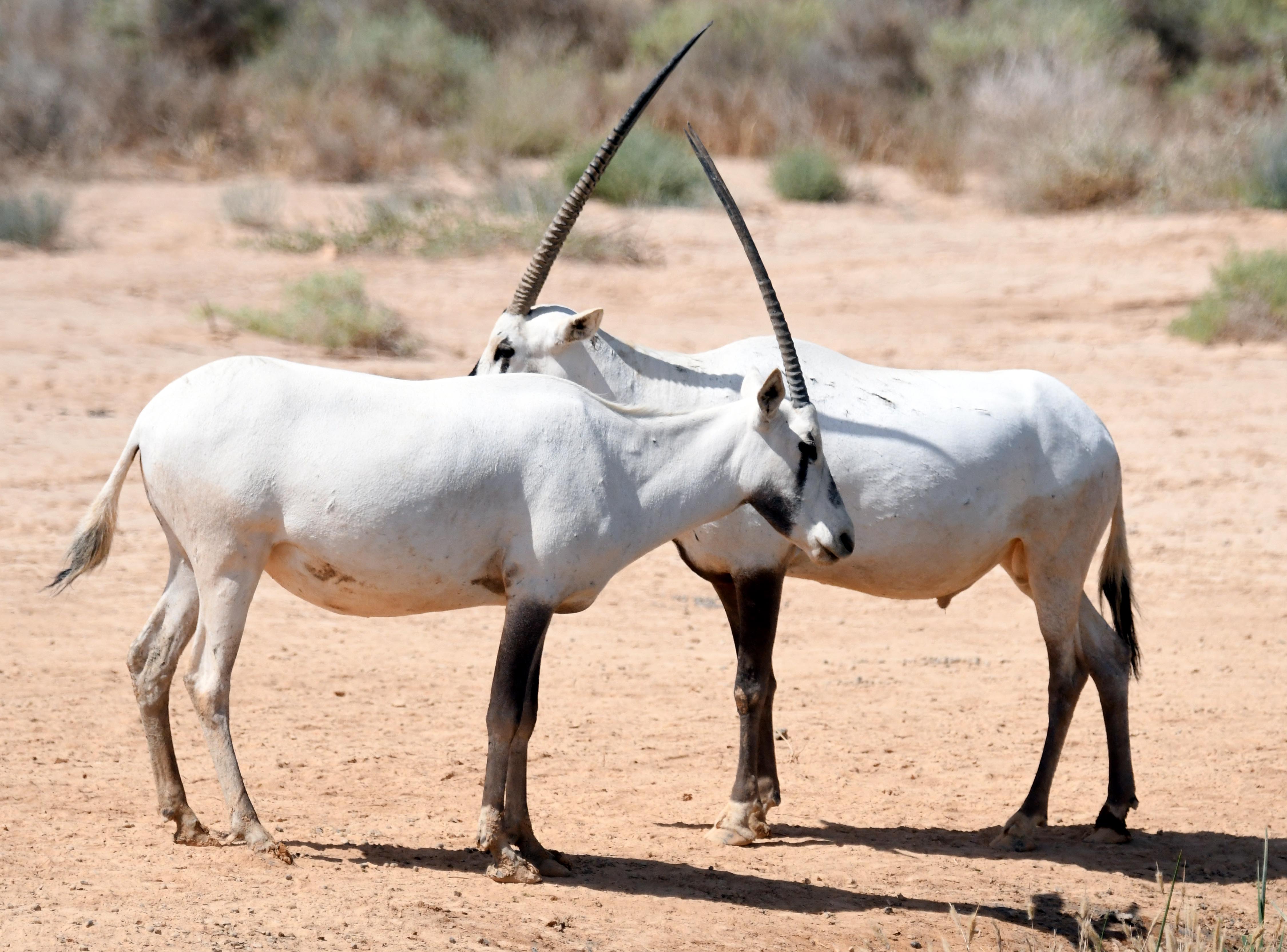 كونا : Arabian Oryx thrives in Jordan's Shaumari Wildlife Reserve ...