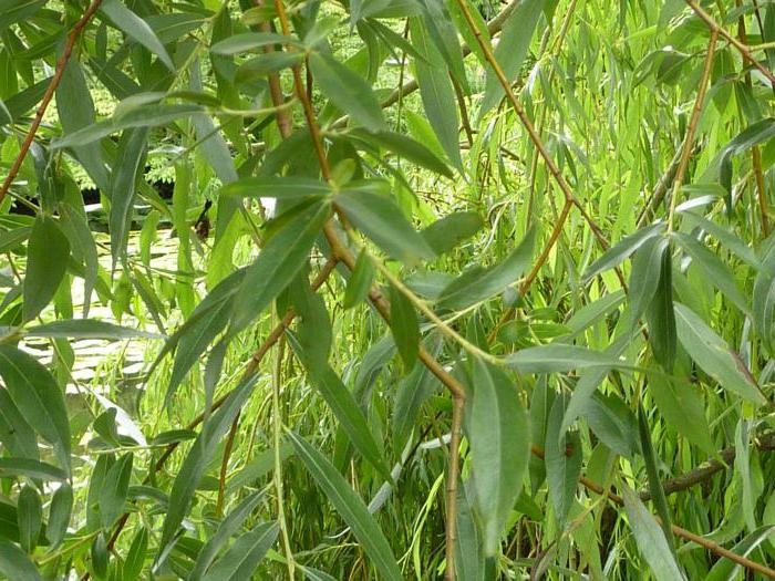 KUNA : Willows... historic tree, Kuwaitis' shade from scorching summer ...
