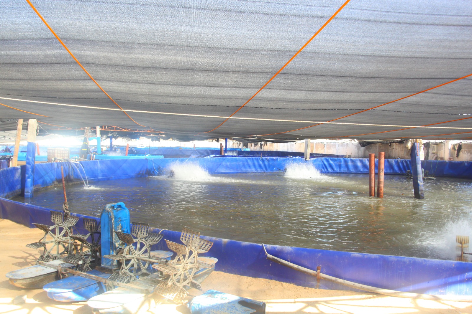 كونا : Gaza's fish farming.. A process defying Israeli blockade - عام ...