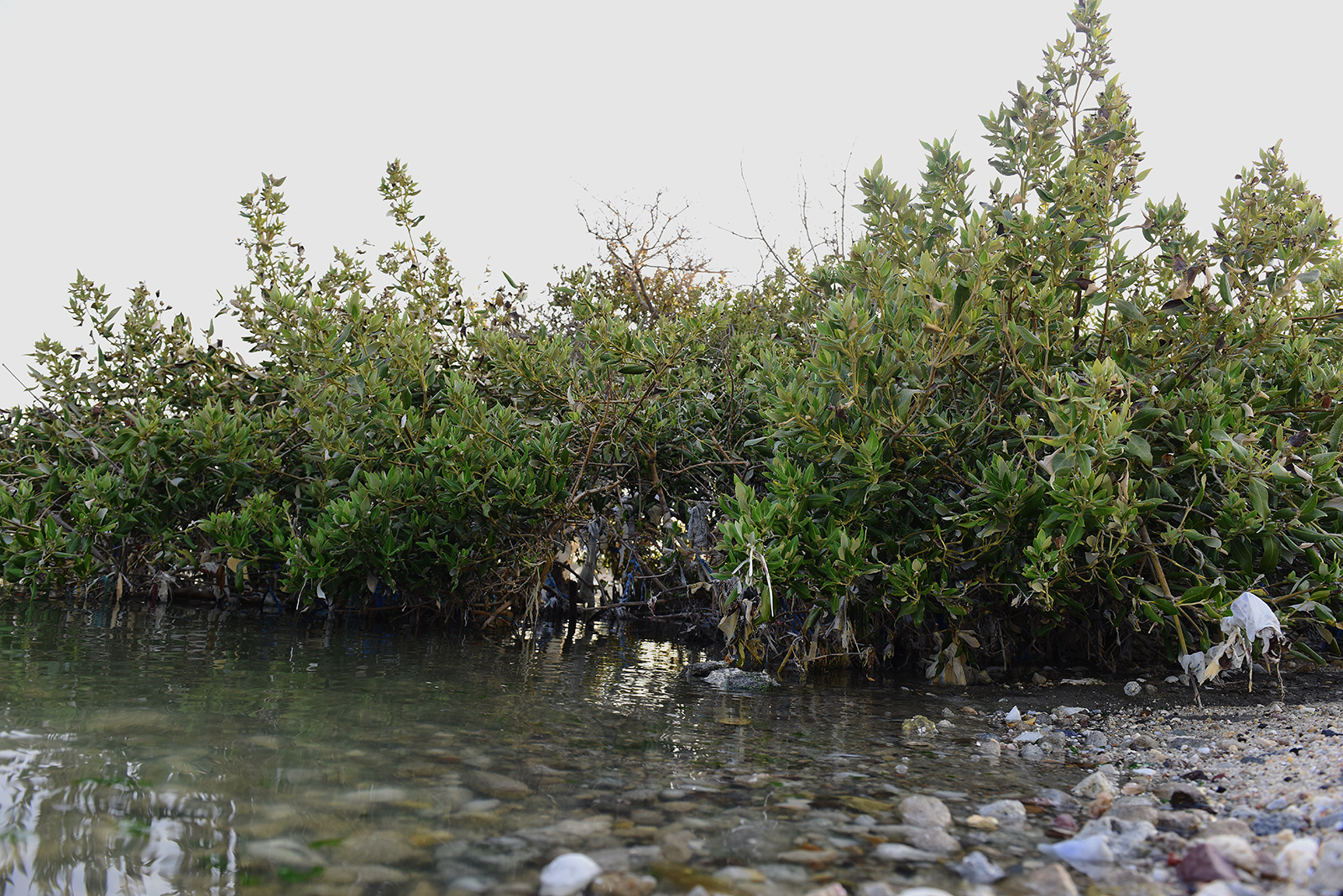 KUNA : Cultivation of mangrove trees in new coastal rehabilitation ...