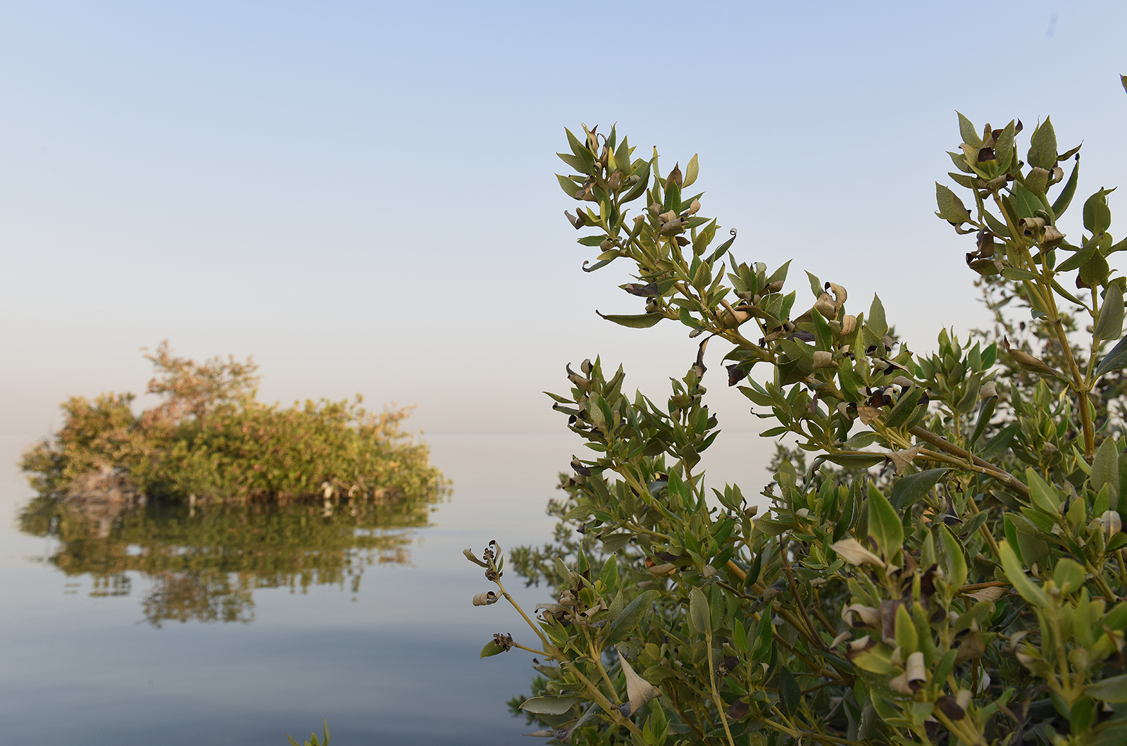 KUNA : Cultivation of mangrove trees in new coastal rehabilitation ...