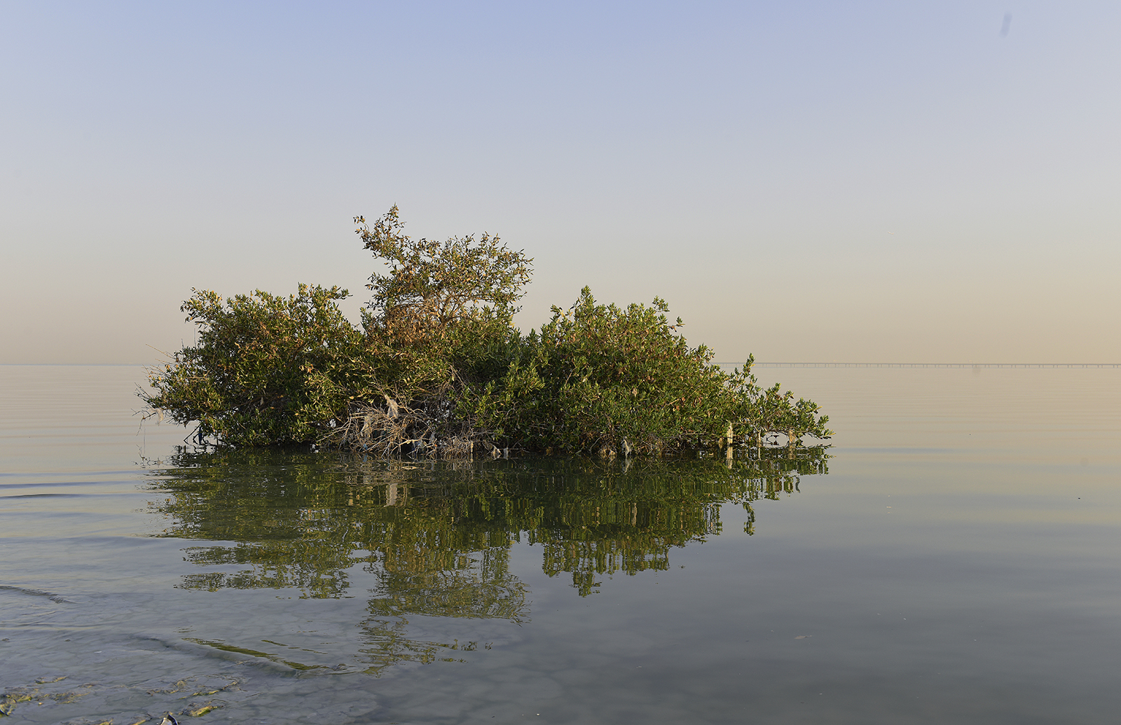 KUNA : Cultivation of mangrove trees in new coastal rehabilitation ...