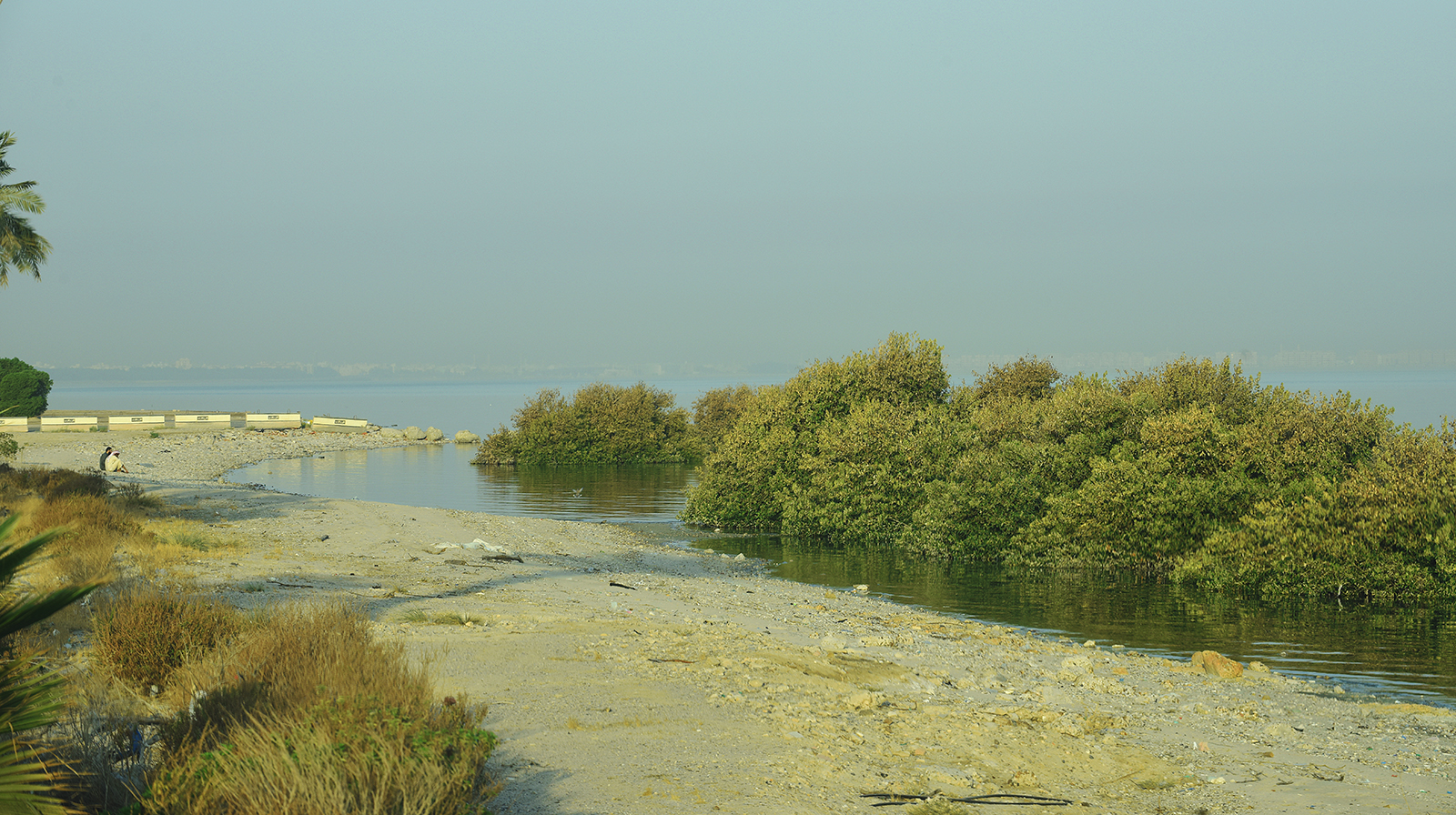 KUNA : Cultivation of mangrove trees in new coastal rehabilitation ...