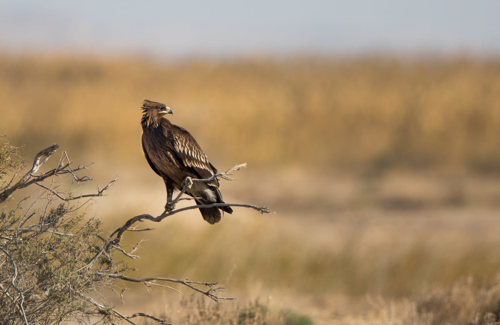 KUNA : Kuwait's initiative to protect Greater Spotted Eagle from extinction