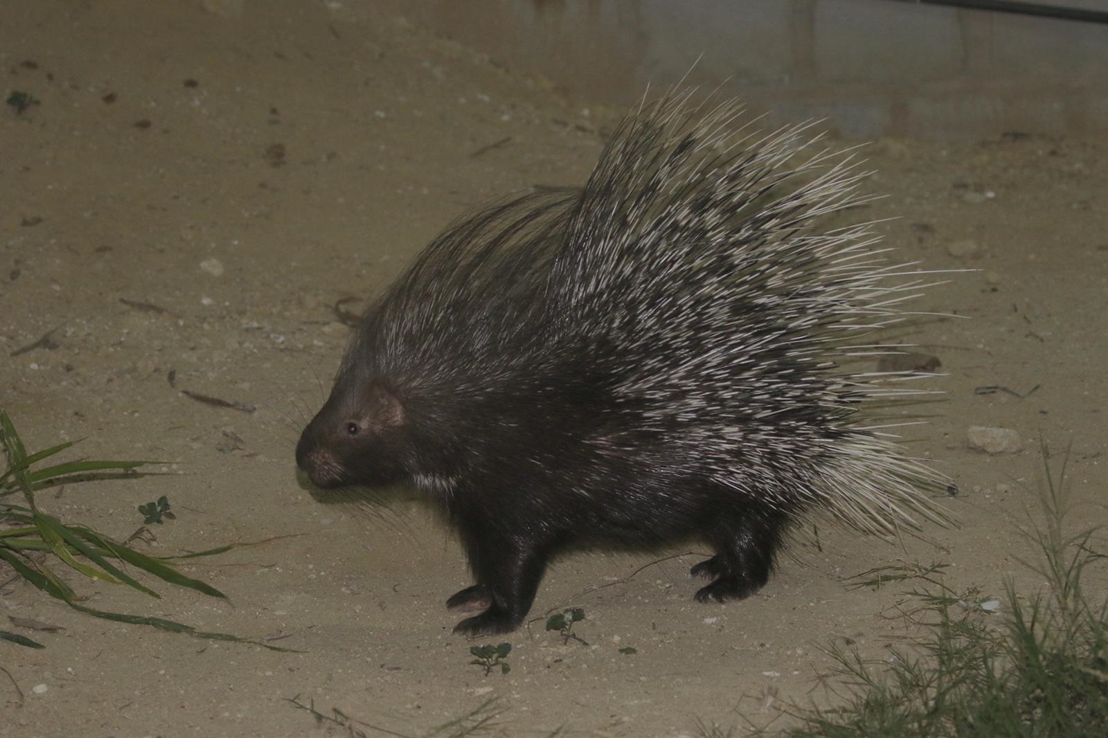 KUNA : Extinction threatened animal re-appears in Kuwait