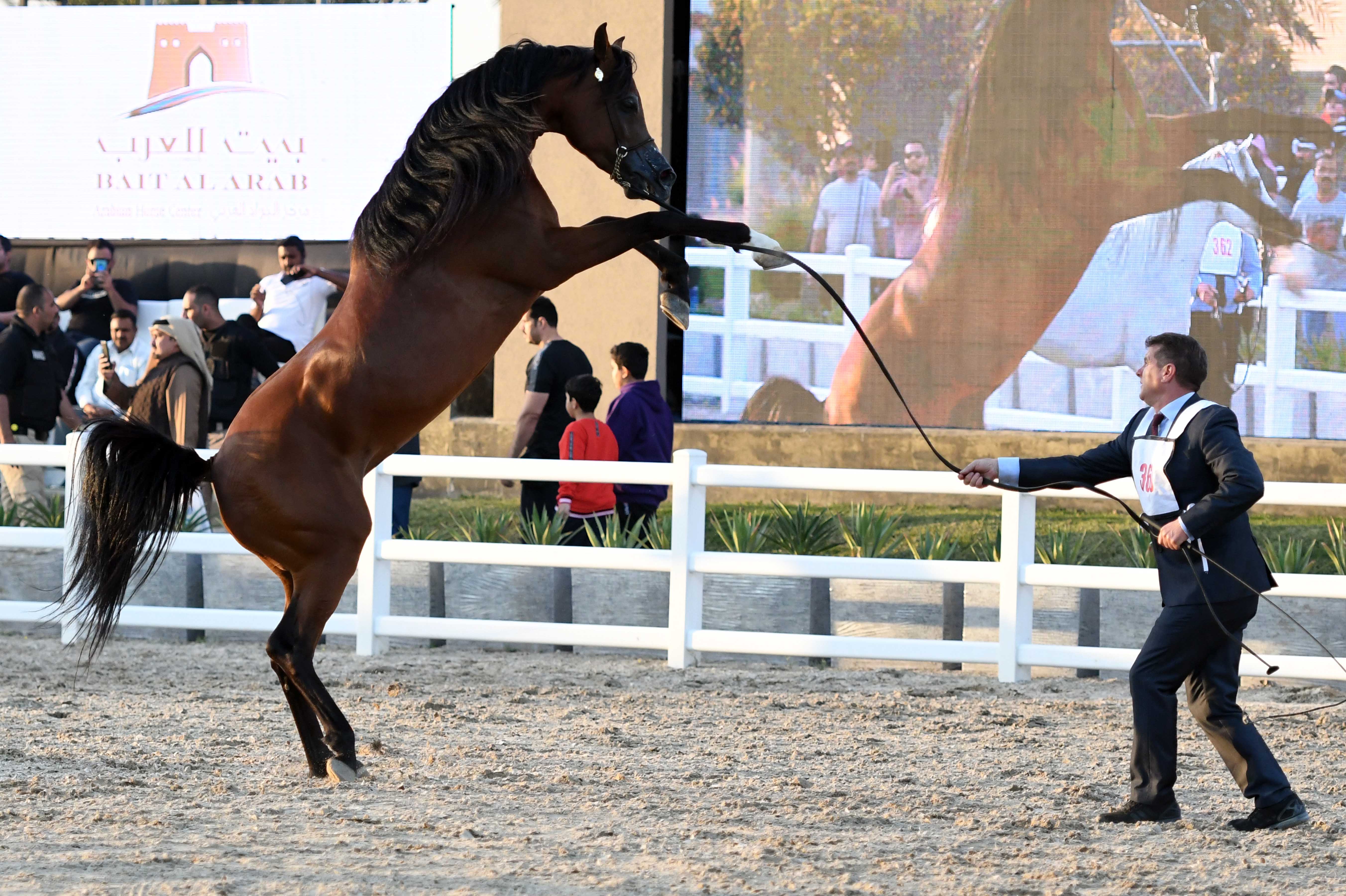 KUNA : Arabian horse event winds up in Kuwait