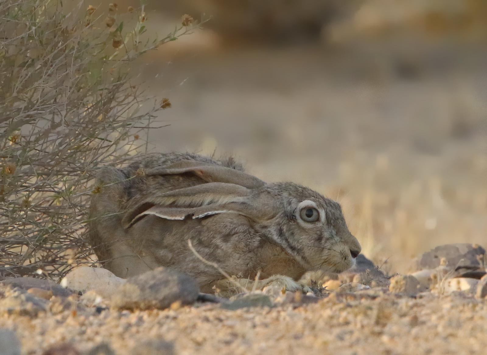 كونا : Wild rabbits thrive in Kuwait's desert thanks to anti-poaching laws