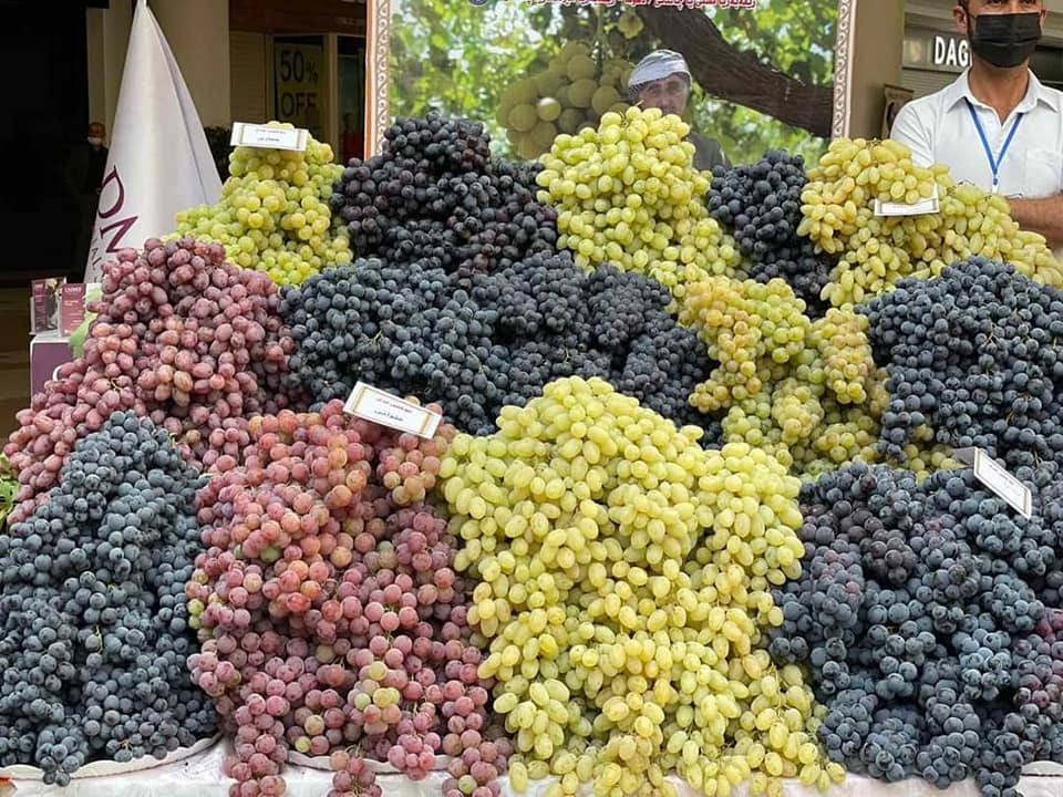 KUNA : Kurdistan region celebrates Grapes Festival - Agriculture - 02 ...
