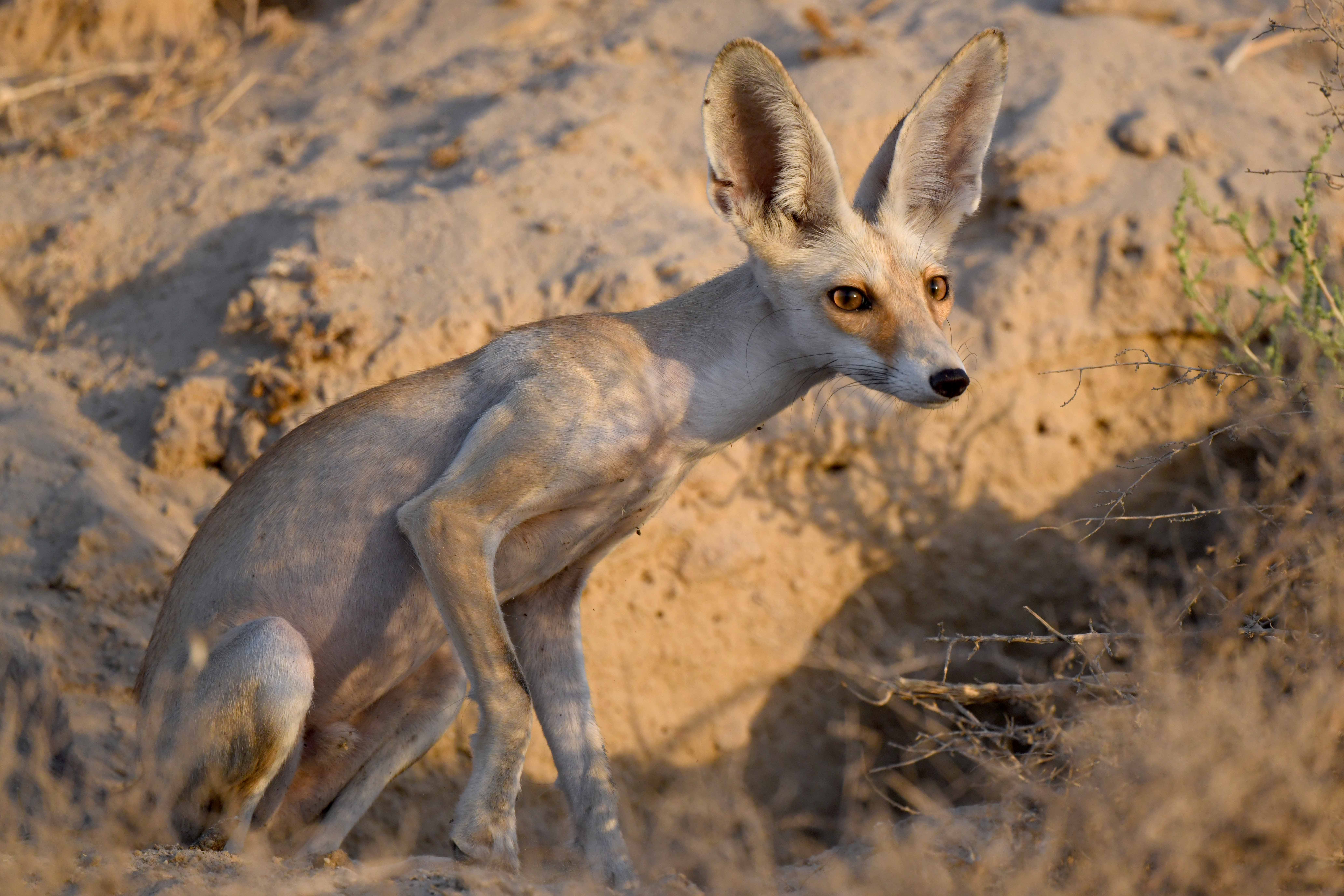 KUNA : Arabian red fox thrives in Kuwait's desert, in need of ...