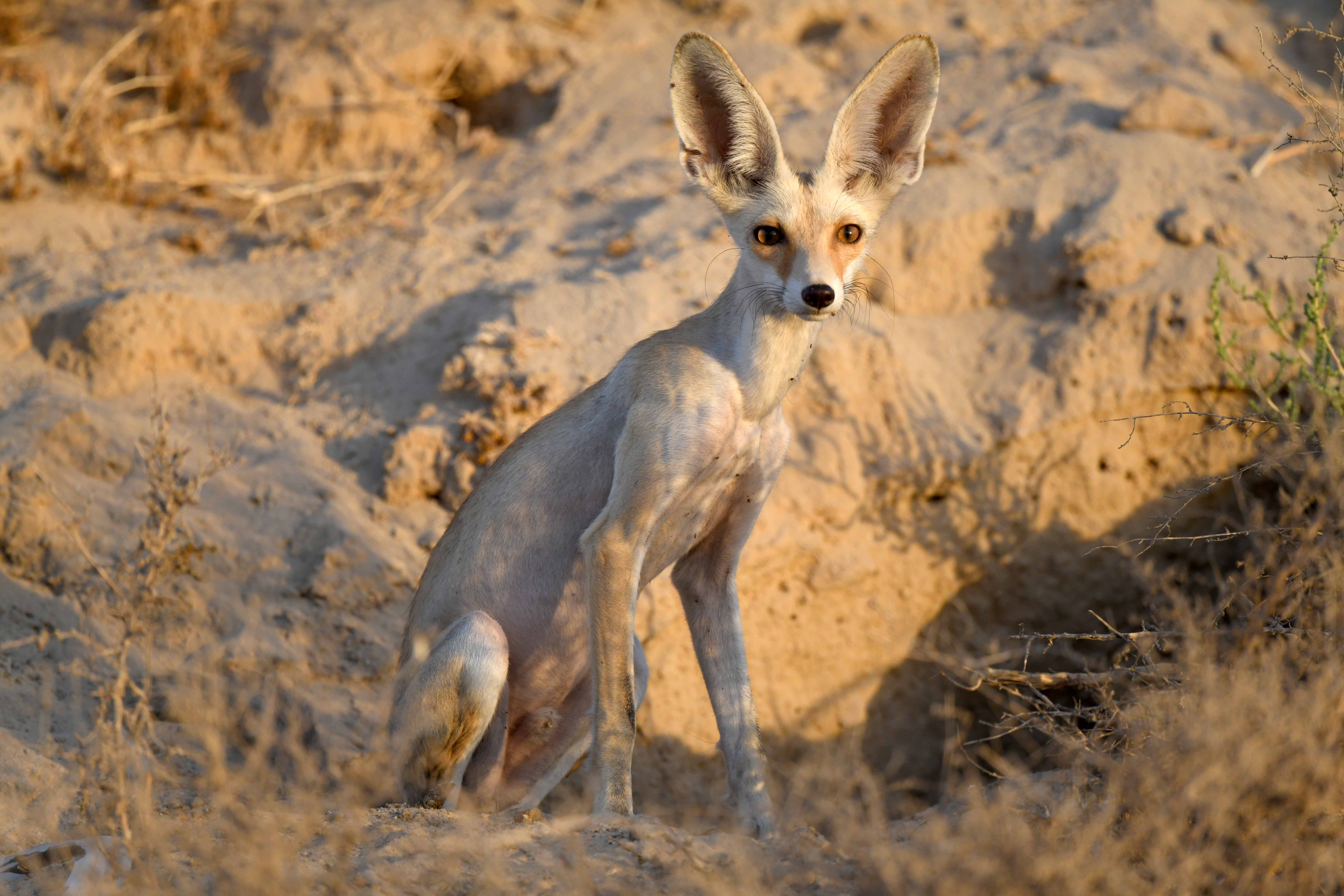 KUNA : Arabian red fox thrives in Kuwait's desert, in need of ...