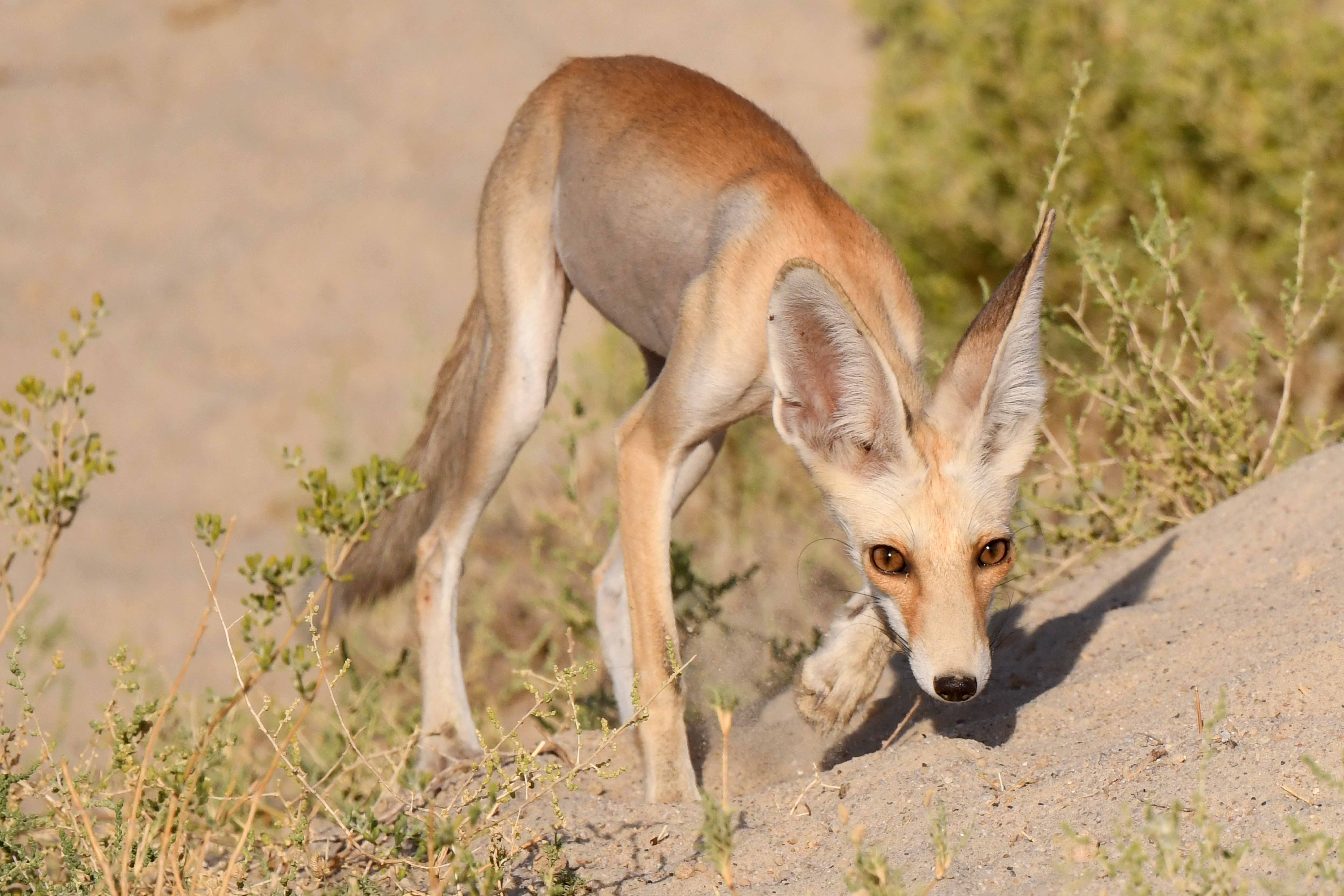 KUNA : Arabian red fox thrives in Kuwait's desert, in need of ...