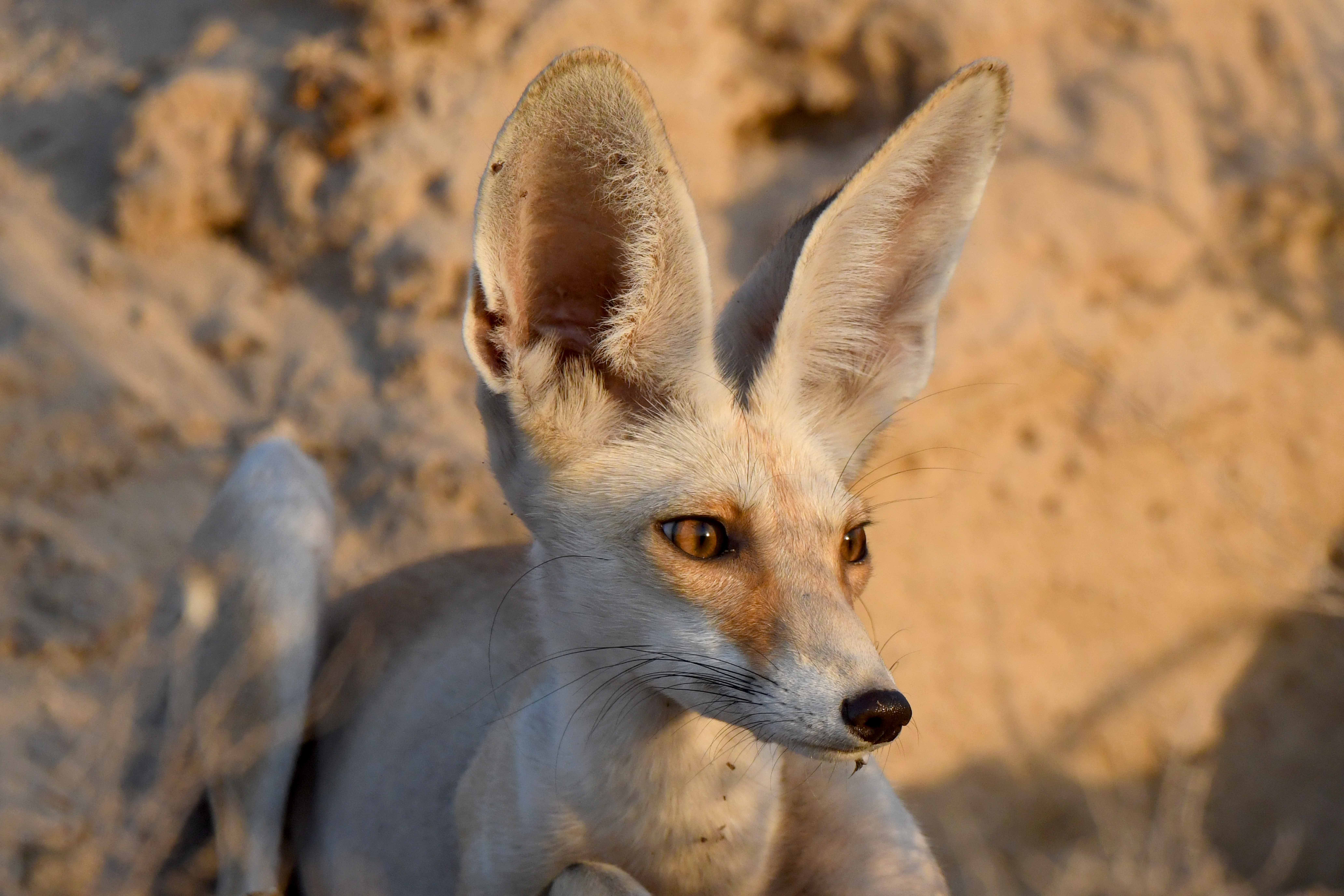 KUNA : Arabian red fox thrives in Kuwait's desert, in need of ...